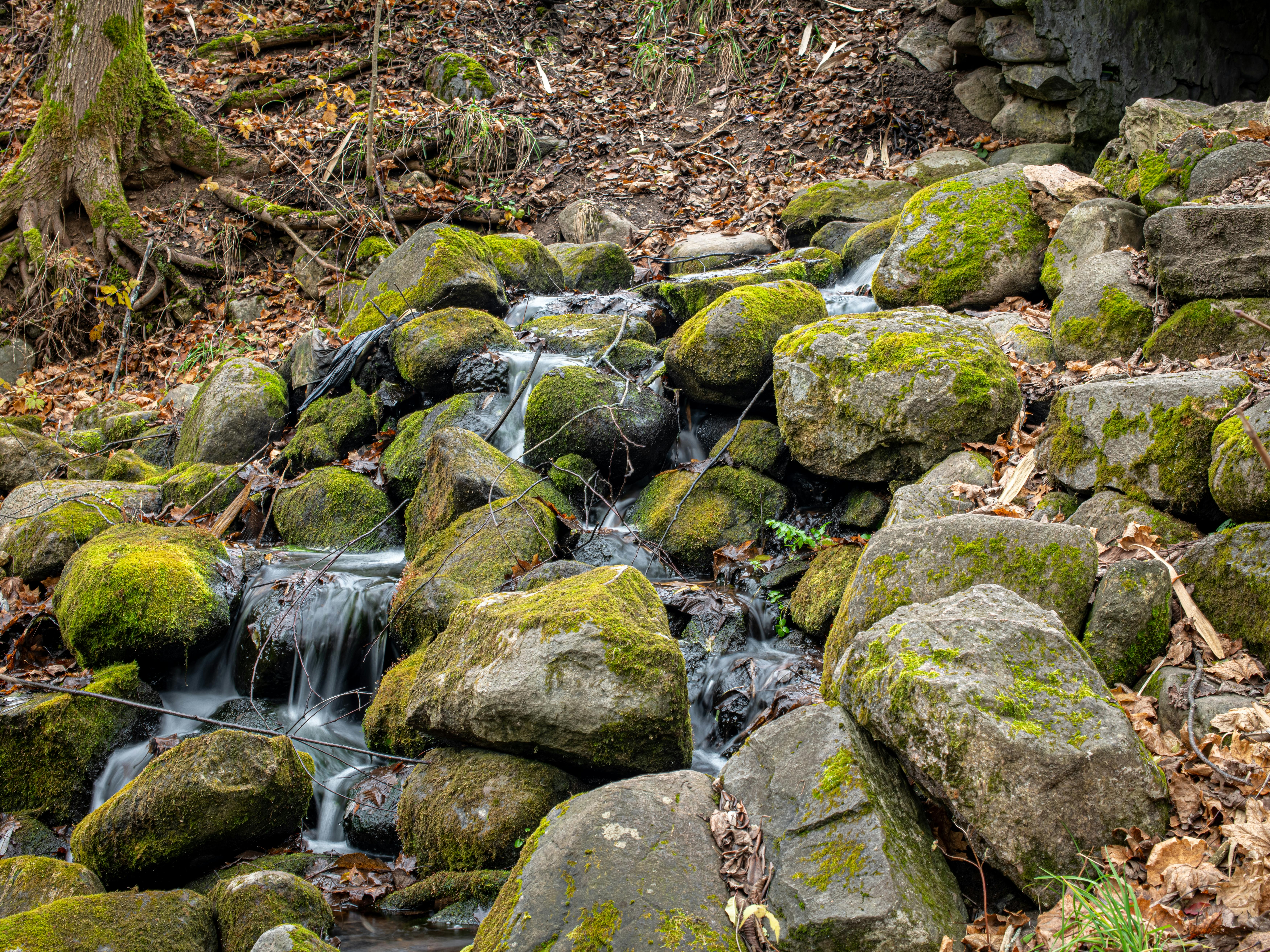 Mossy Stream in Vilnius County Forest · Free Stock Photo