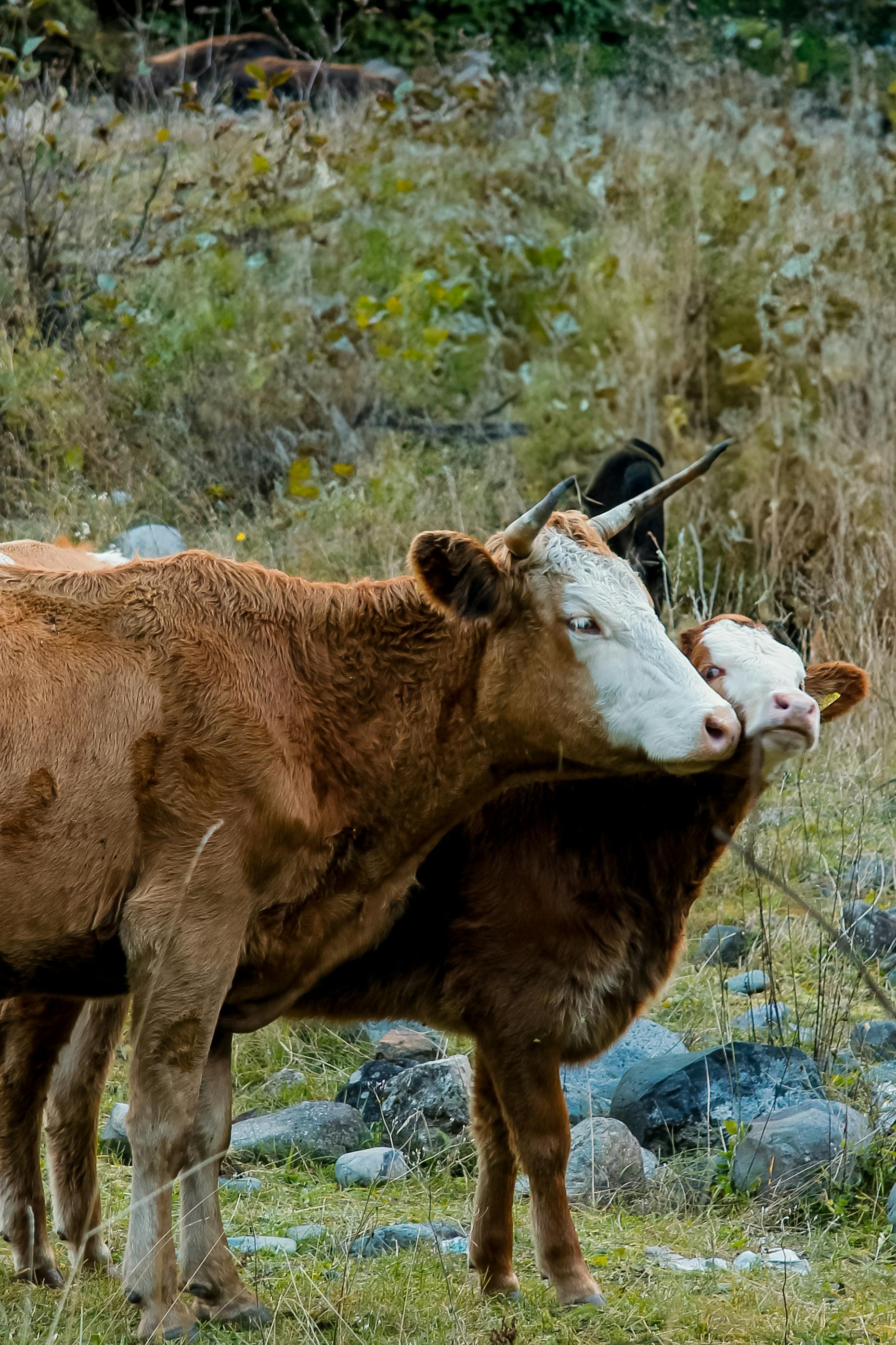 Two Cows Grazing in a Lush Field · Free Stock Photo