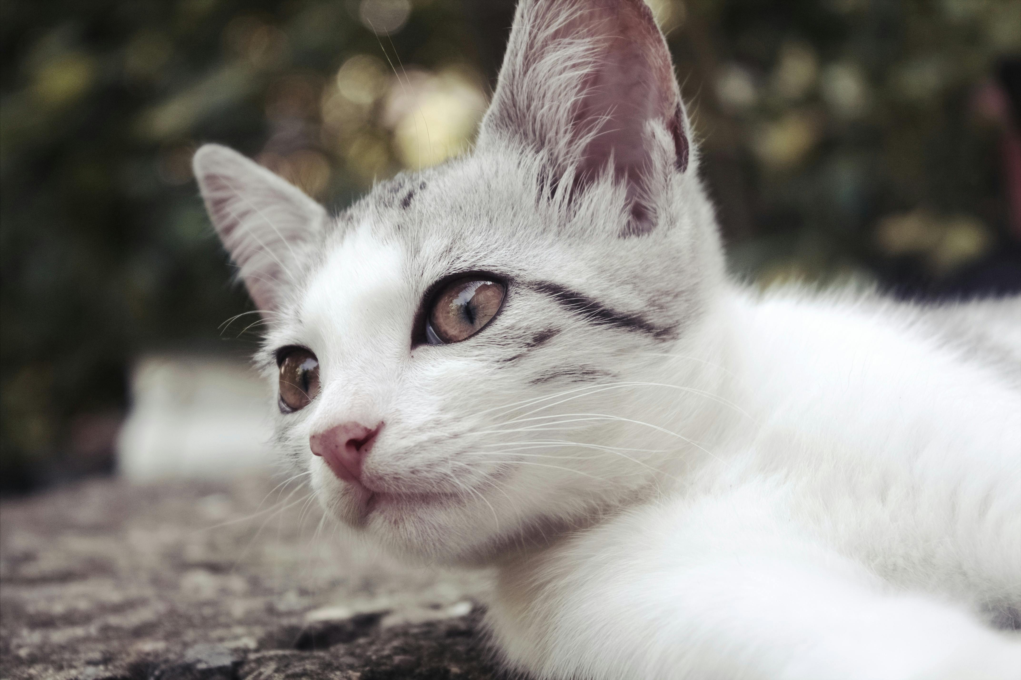 Retrato Em Close Up De Um Gato Doméstico Relaxado Ao Ar Livre · Foto ...