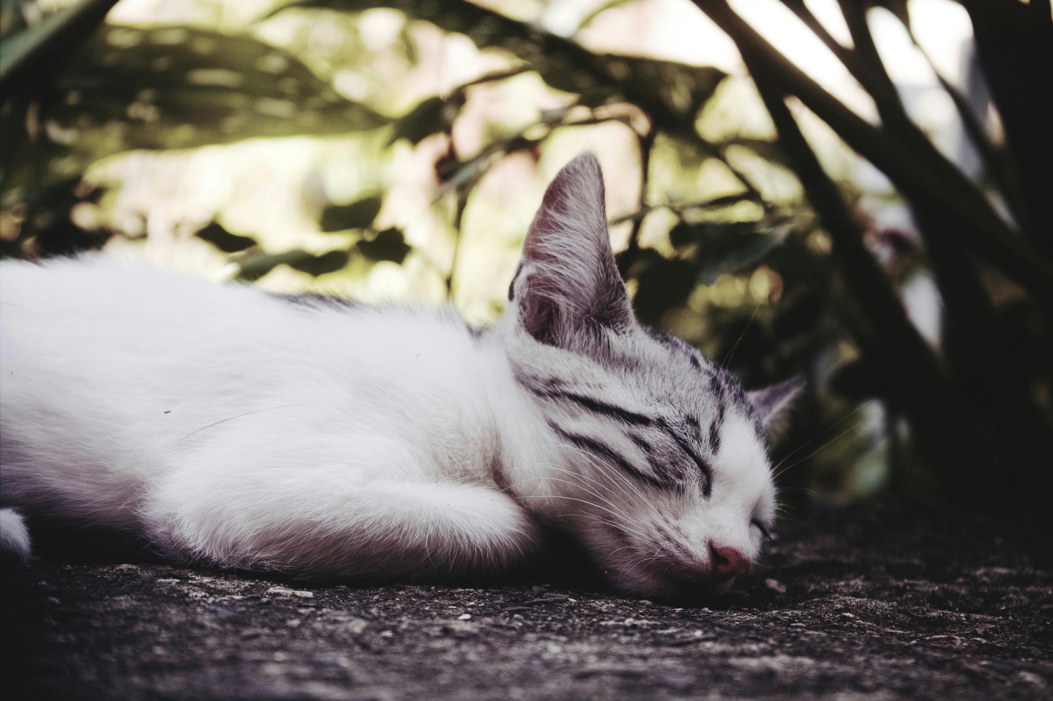 Gato Dormindo Pacificamente Em Um Jardim · Foto profissional gratuita