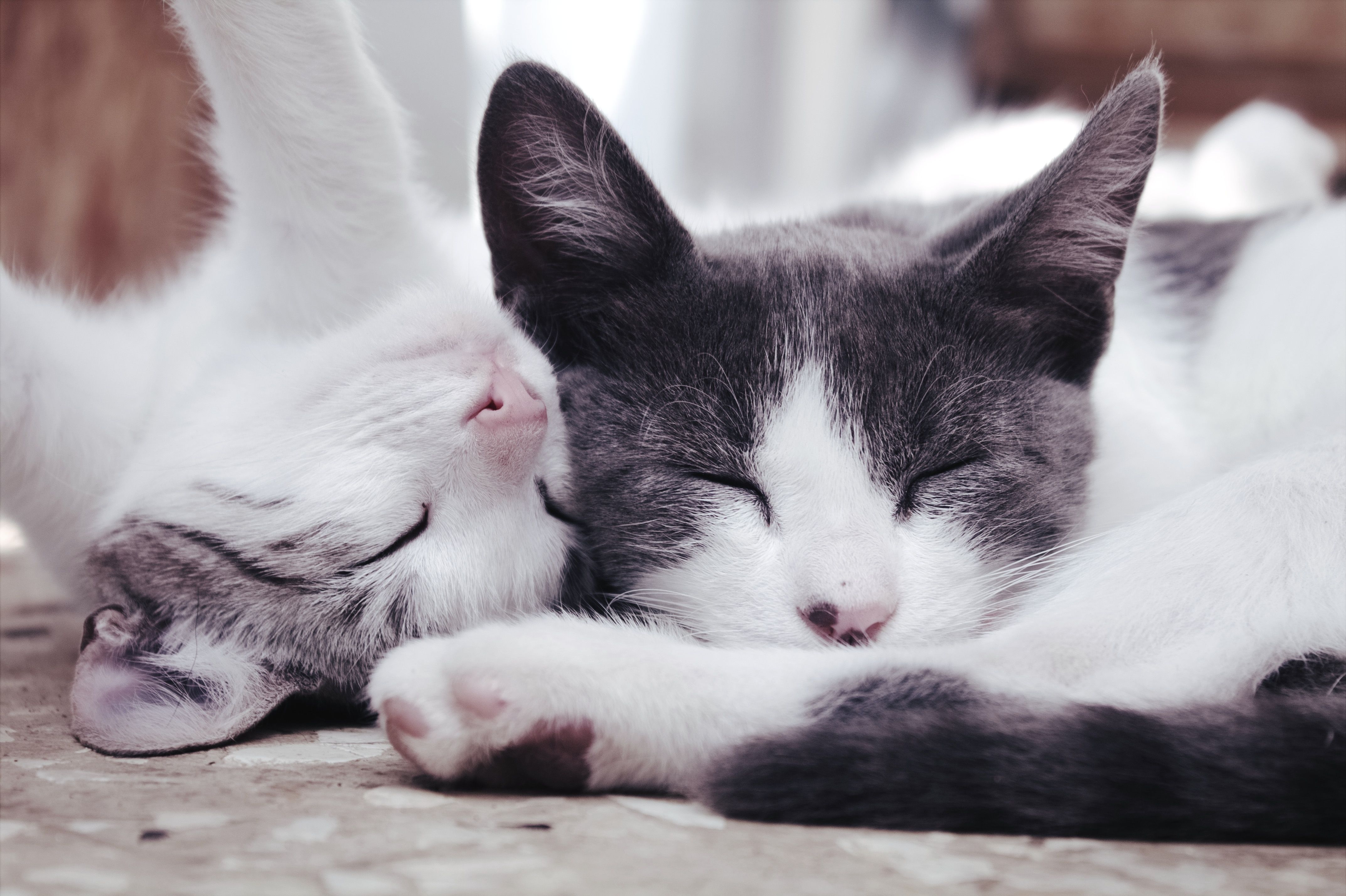 Adorable Sleeping Cats in Gentle Sunlight · Free Stock Photo