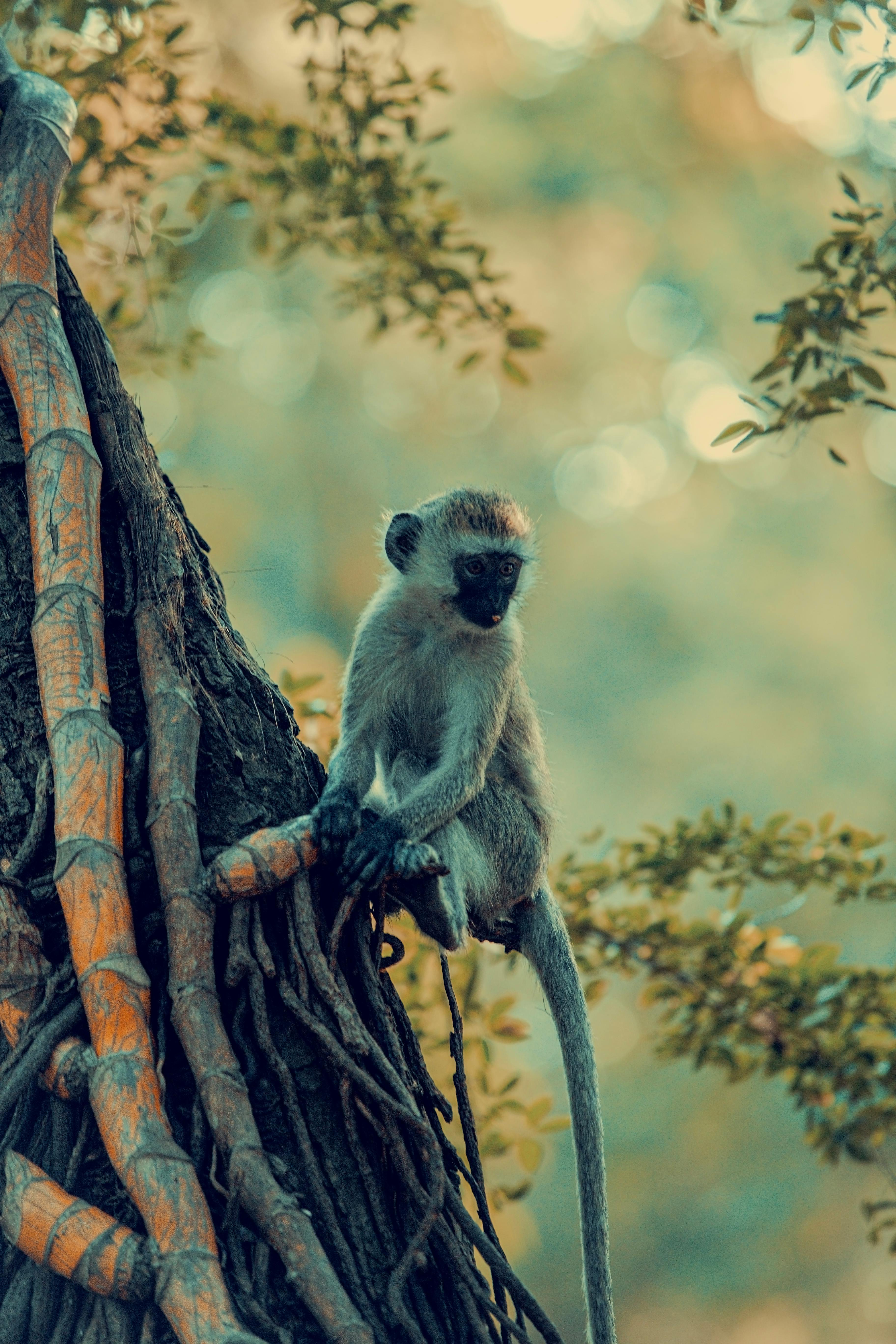 Oda Vine Photos, Download The BEST Free Oda Vine Stock Photos & HD Images