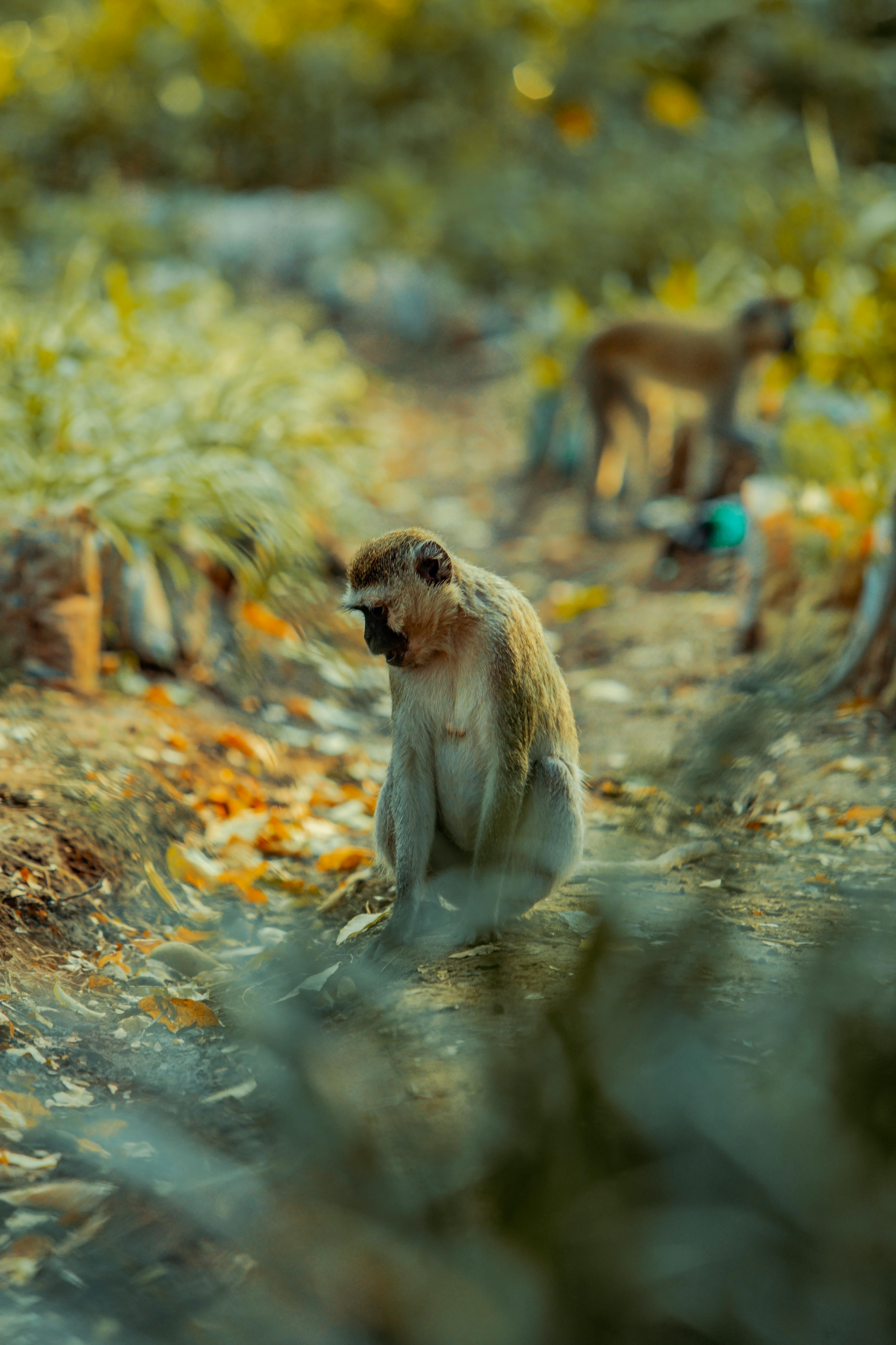 Serene Monkey in Natural Habitat Forest Scene · Free Stock Photo