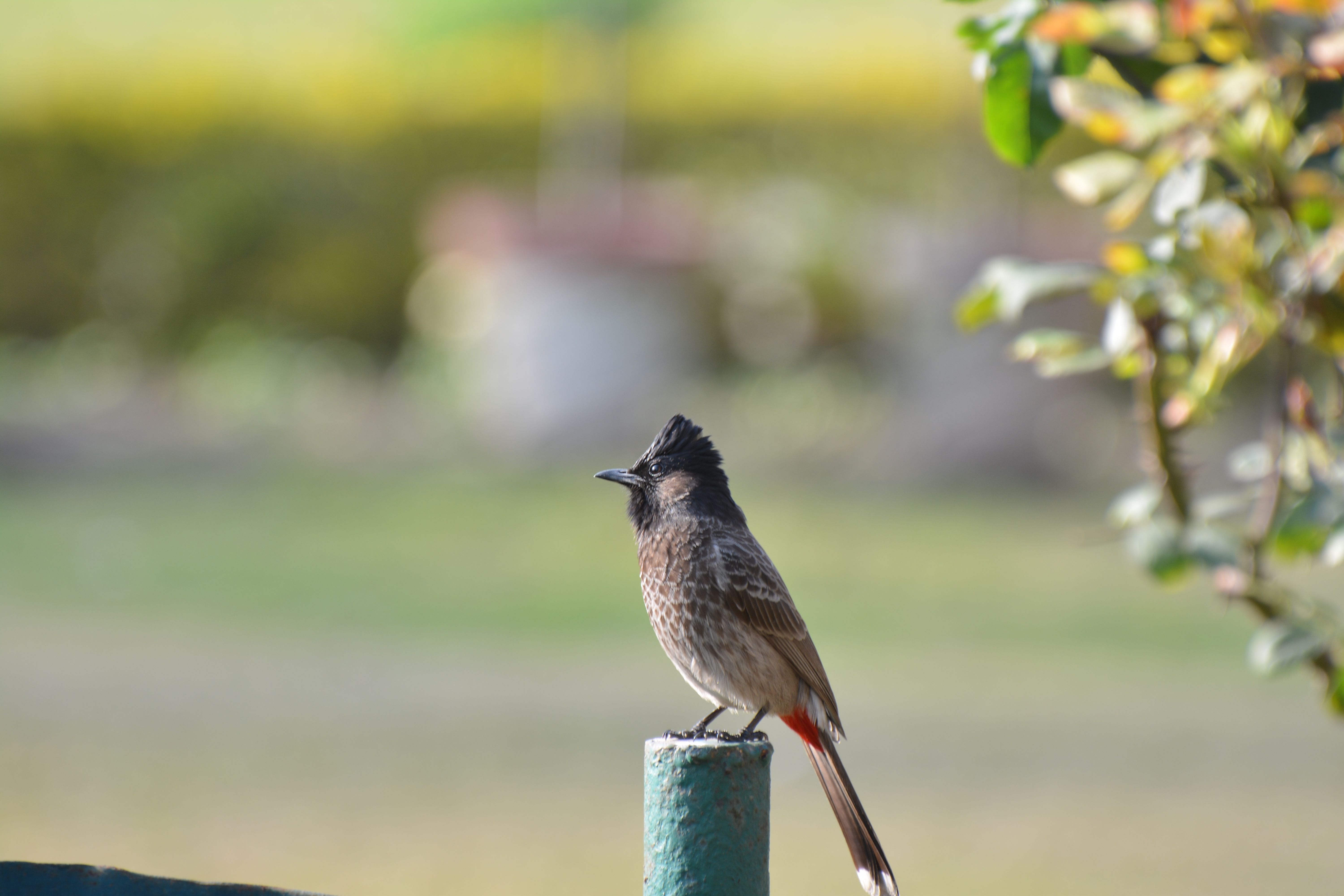 Red-Vented Bulbul Perched in Dehradun Garden · Free Stock Photo