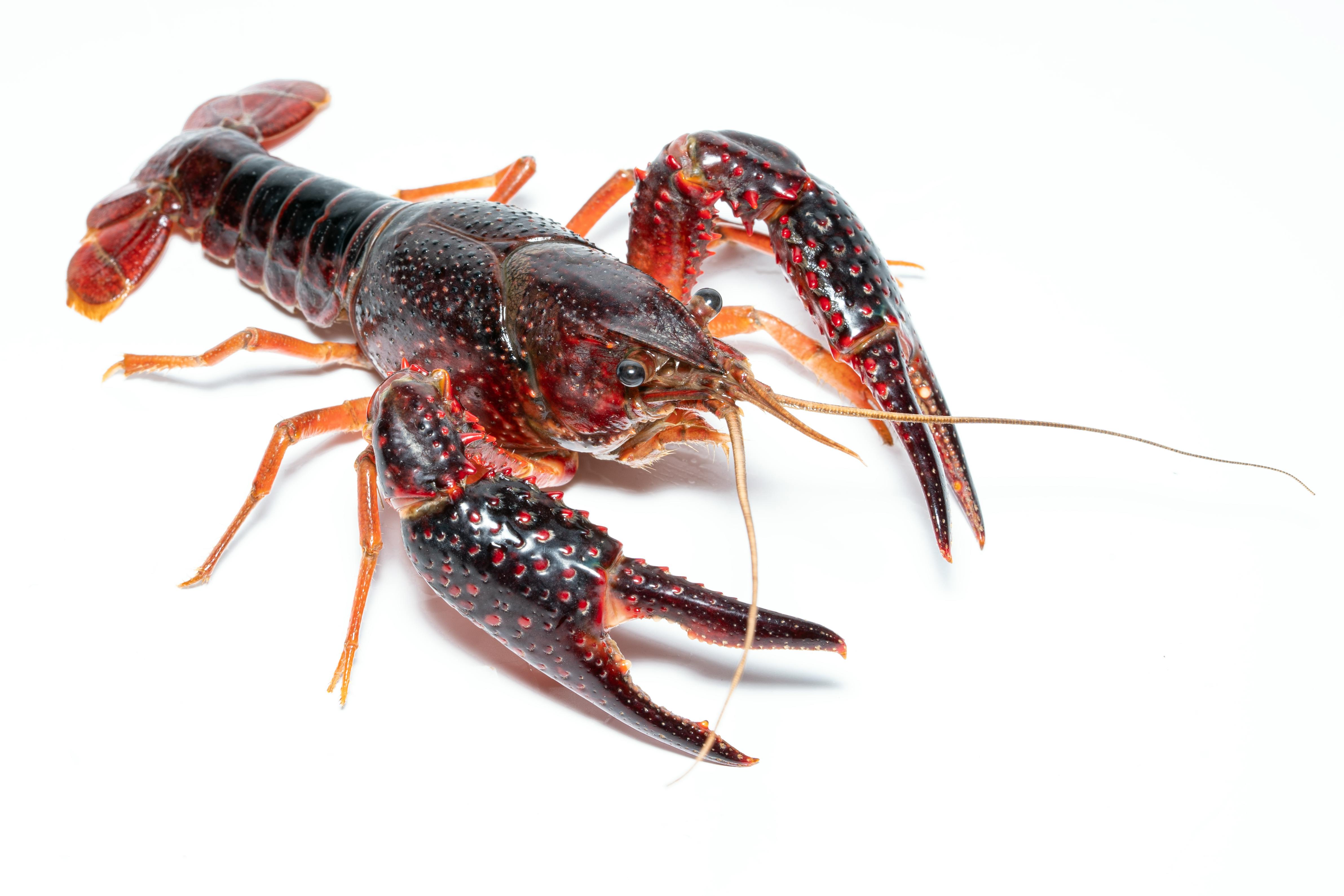 Close-up of a Red Swamp Crayfish on White Background · Free Stock Photo