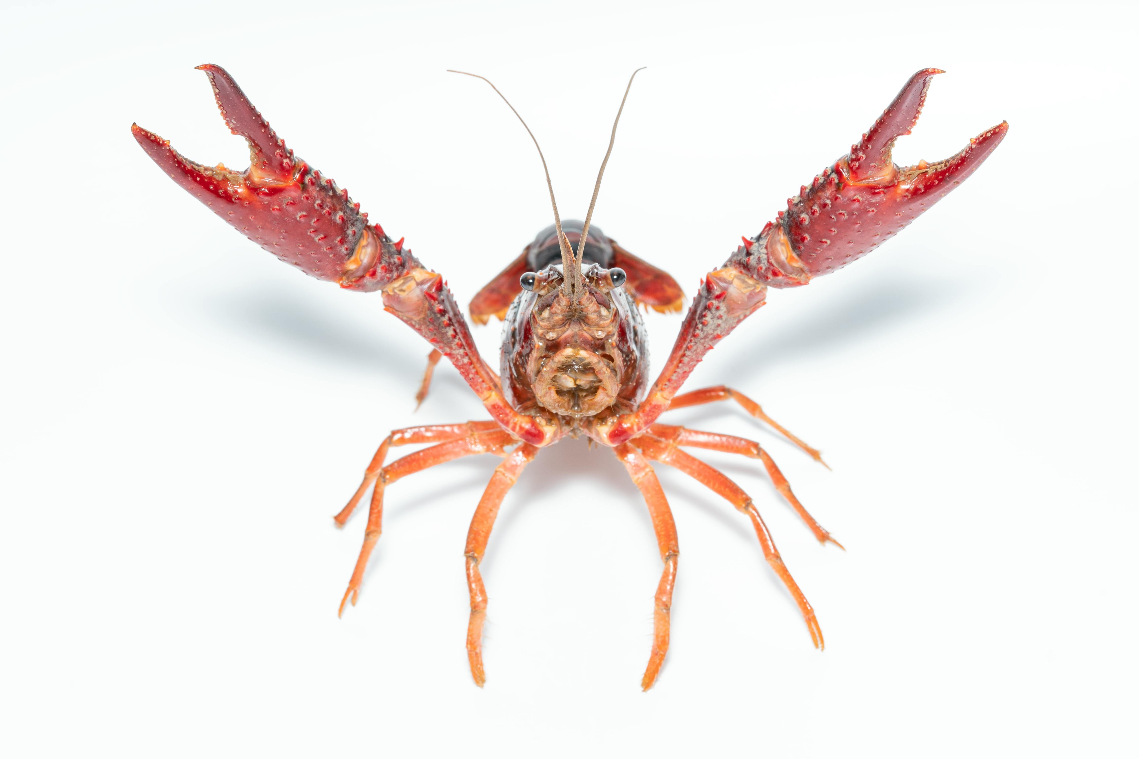 Camaron Animal Photos, Download The BEST Free Camaron Animal Stock ...