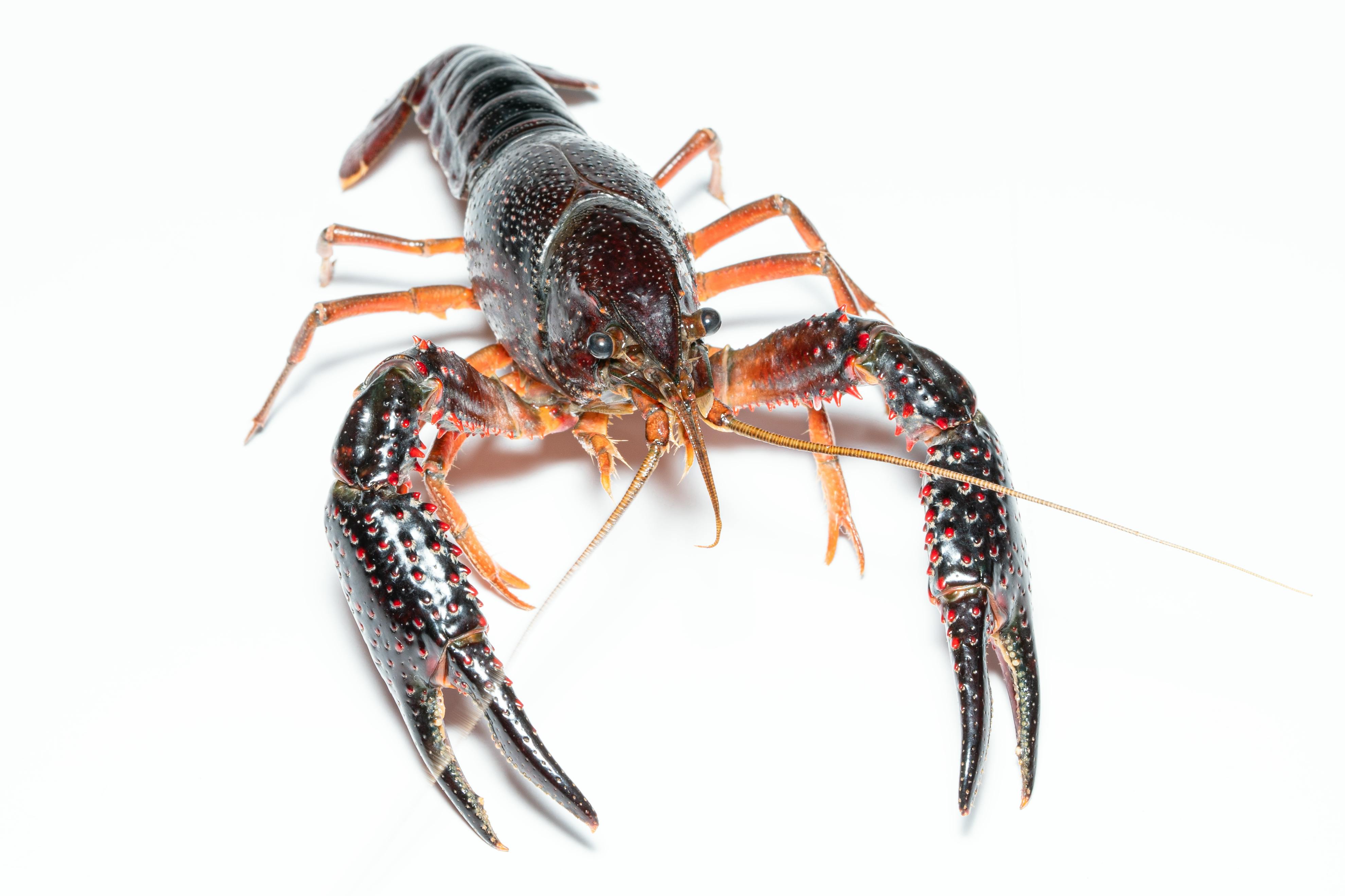 An Essential Guide to Crawfish: Facts, Habitat, and Identification ...