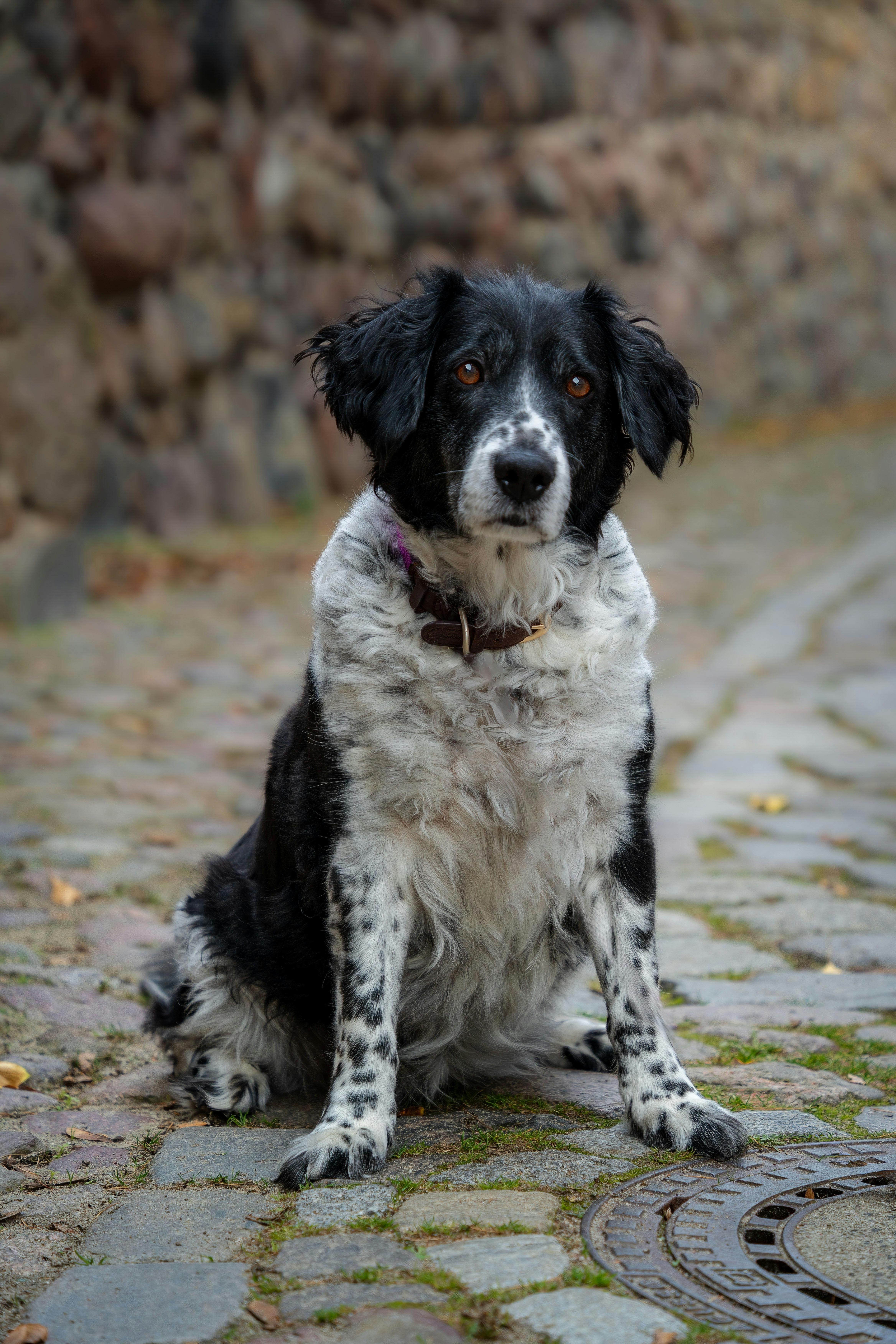 Charming Black and White Dog on Cobblestone Path · Free Stock Photo