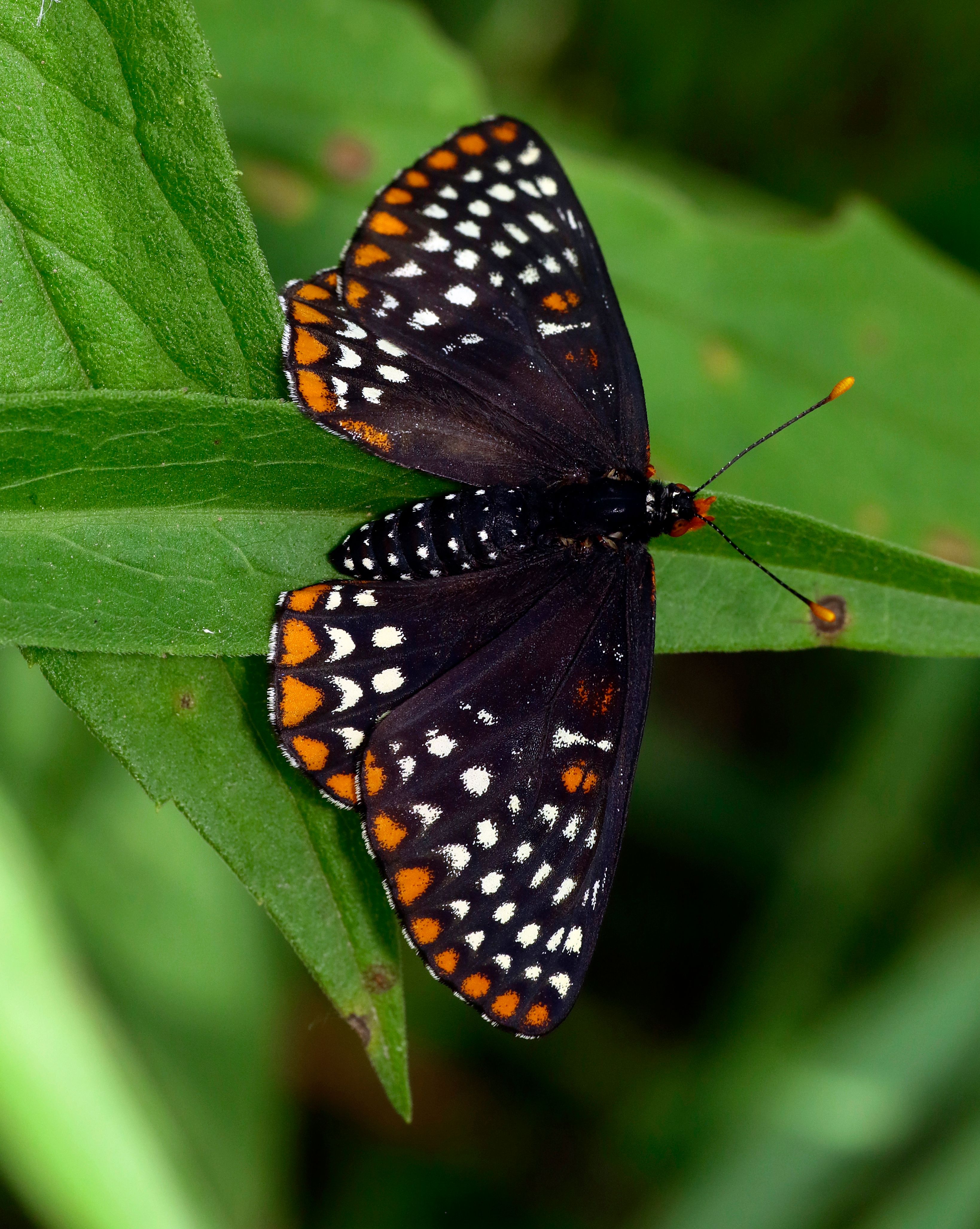 Baltimore Checkerspot Photos, Download The BEST Free Baltimore ...