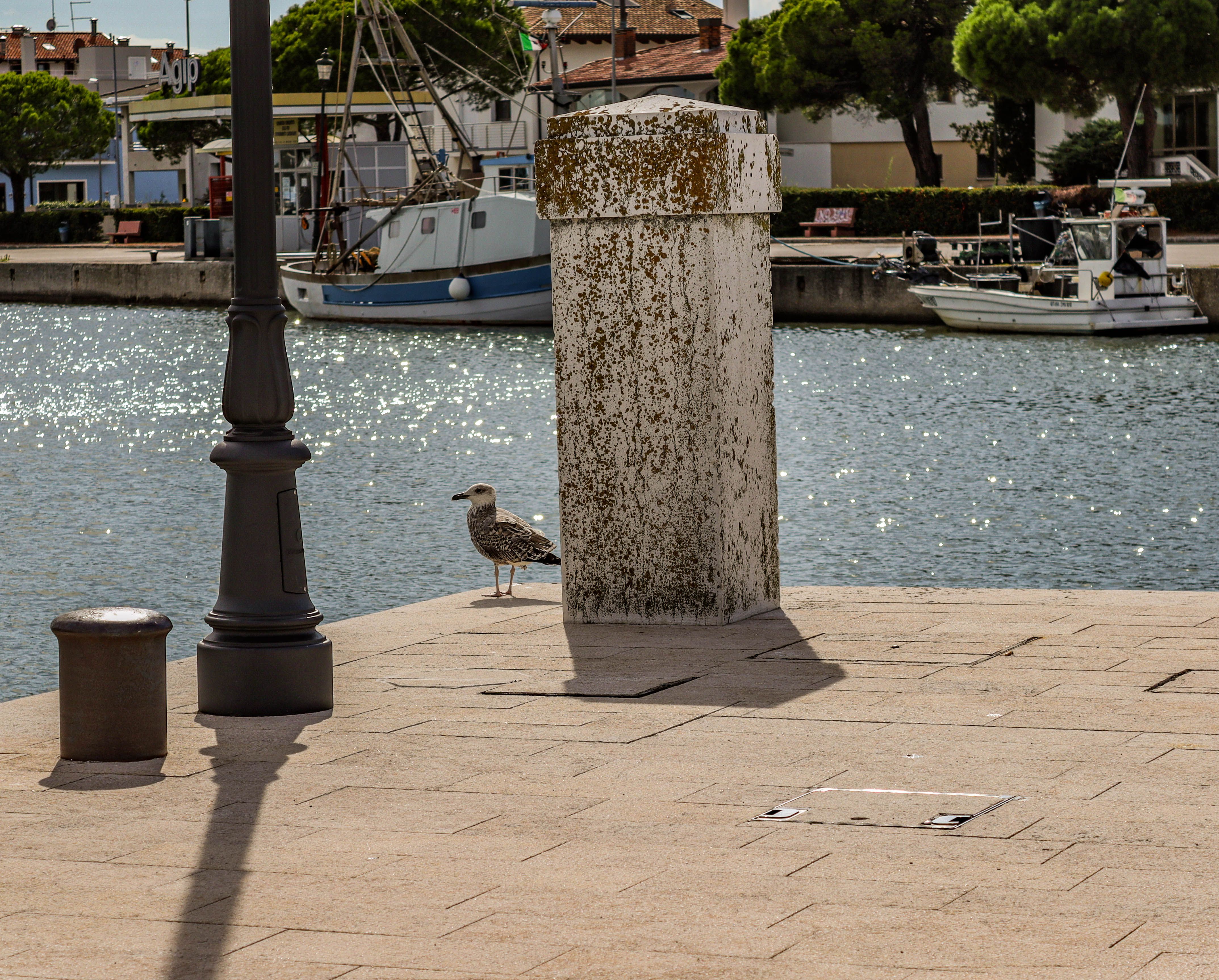 Seagull by the Harbor with Boats and Lamp Post · Free Stock Photo
