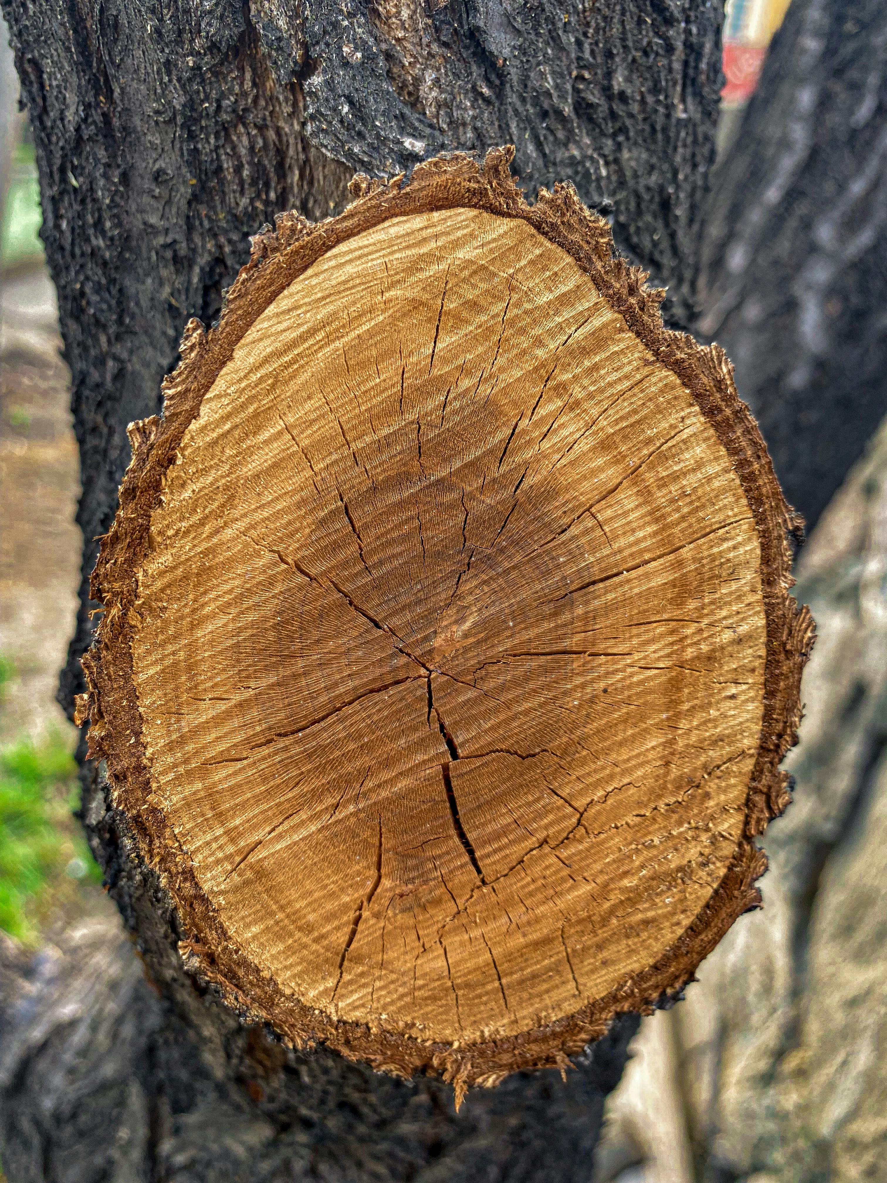 Close-Up of Tree Trunk Cross Section Showing Growth Rings · Free Stock ...