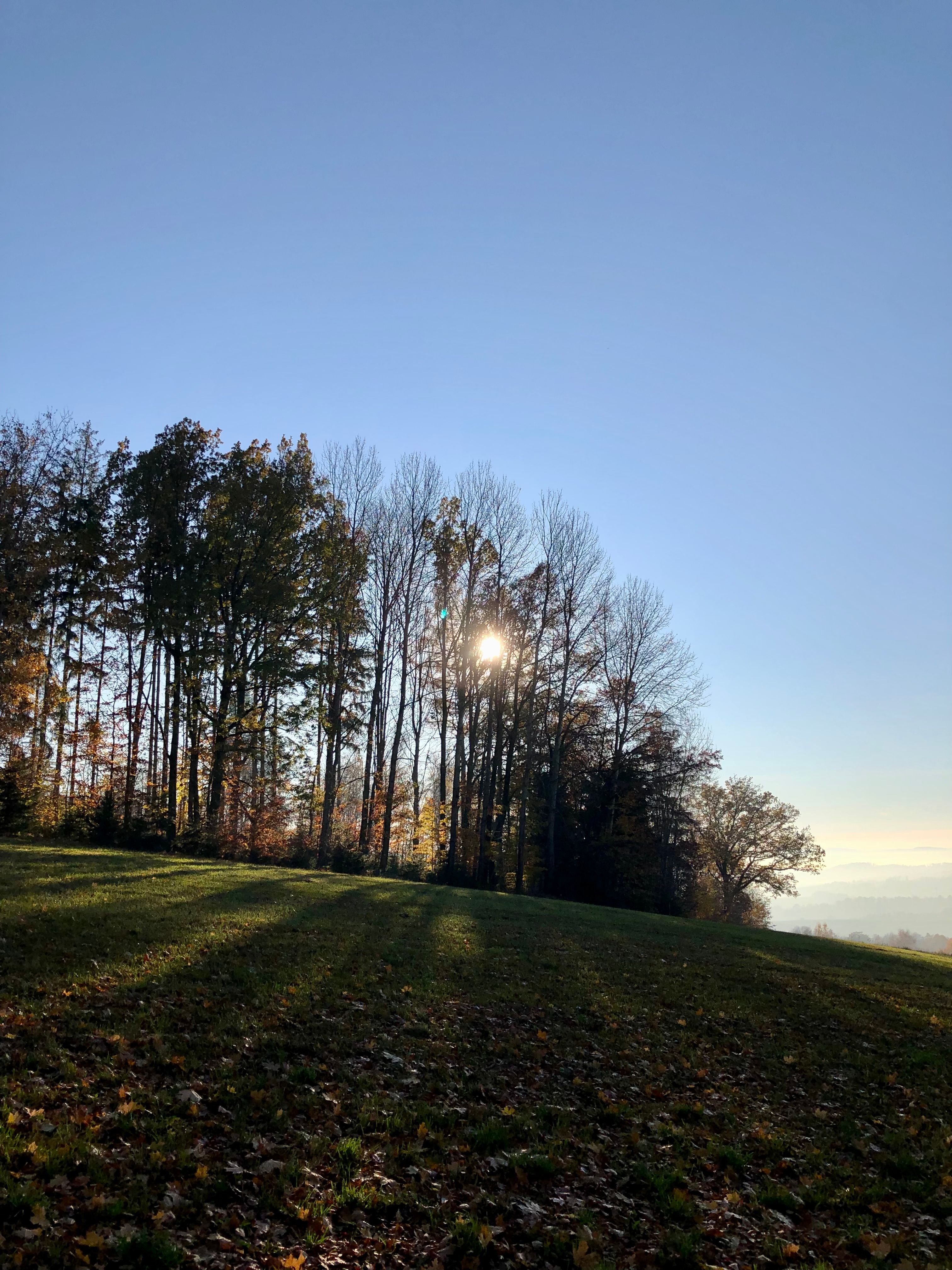 Serene Sunrise Through Autumn Trees in a Field · Free Stock Photo