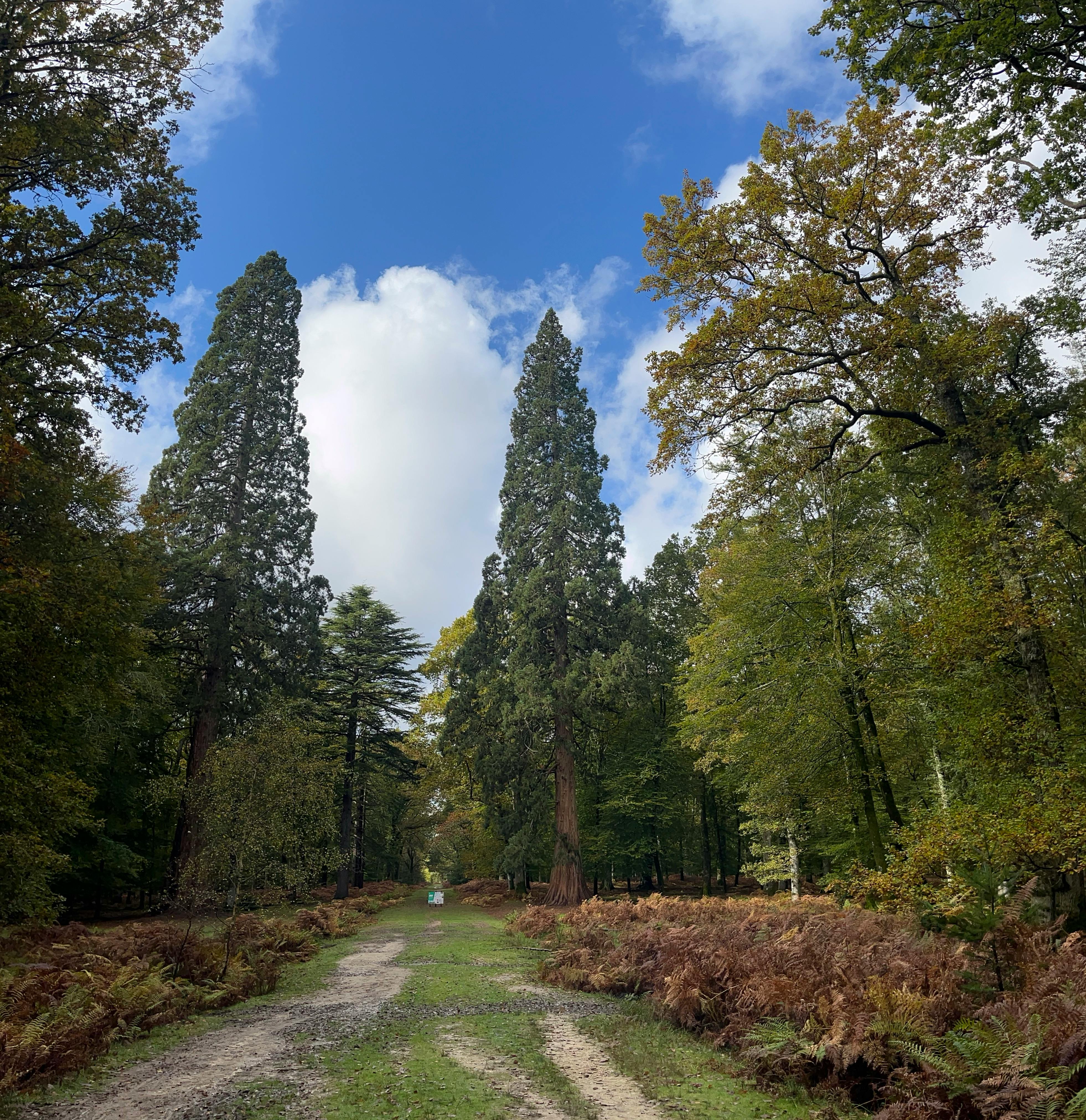Scenic Forest Path with Towering Trees · Free Stock Photo