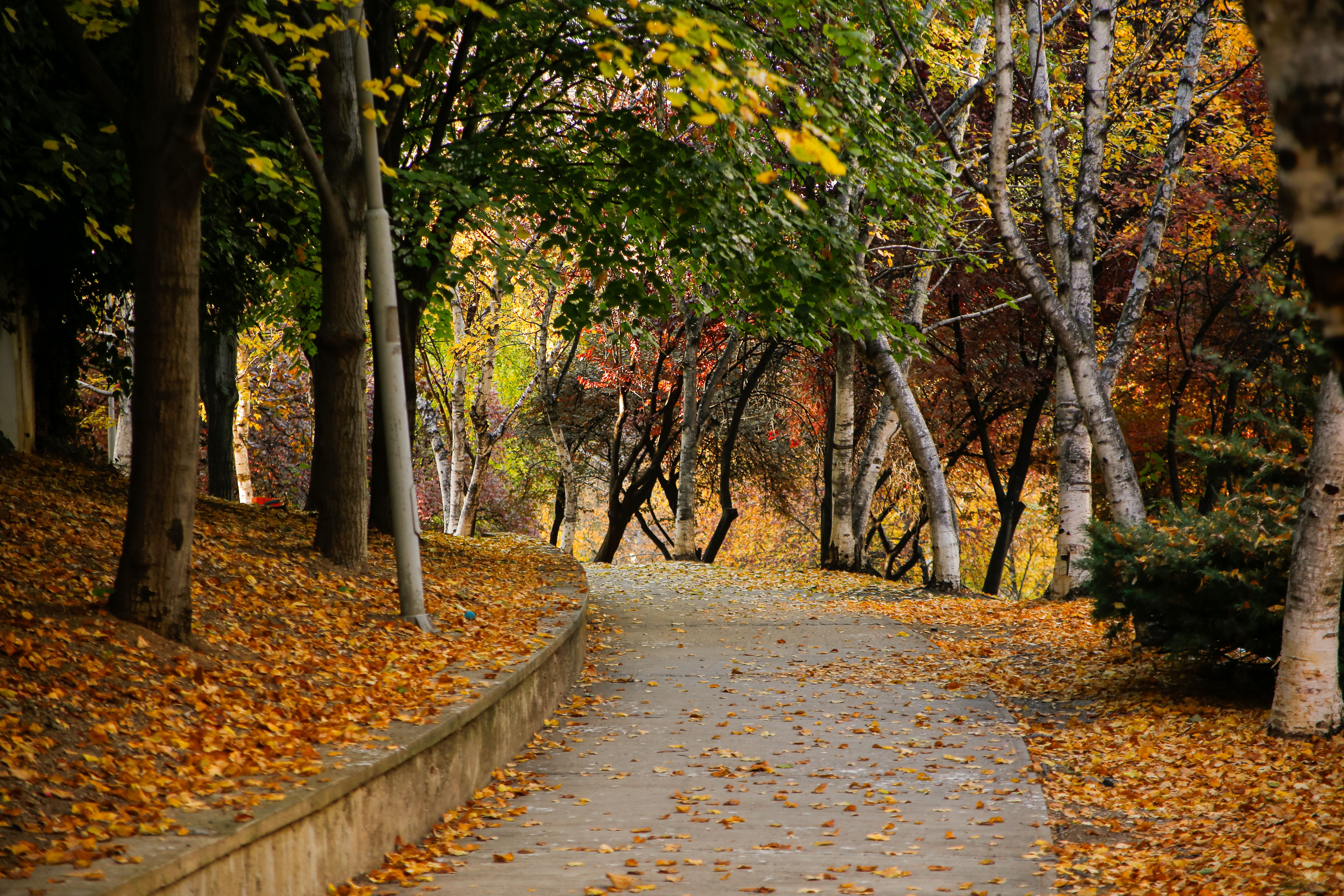 Autumn Walkway Lined with Falling Leaves · Free Stock Photo