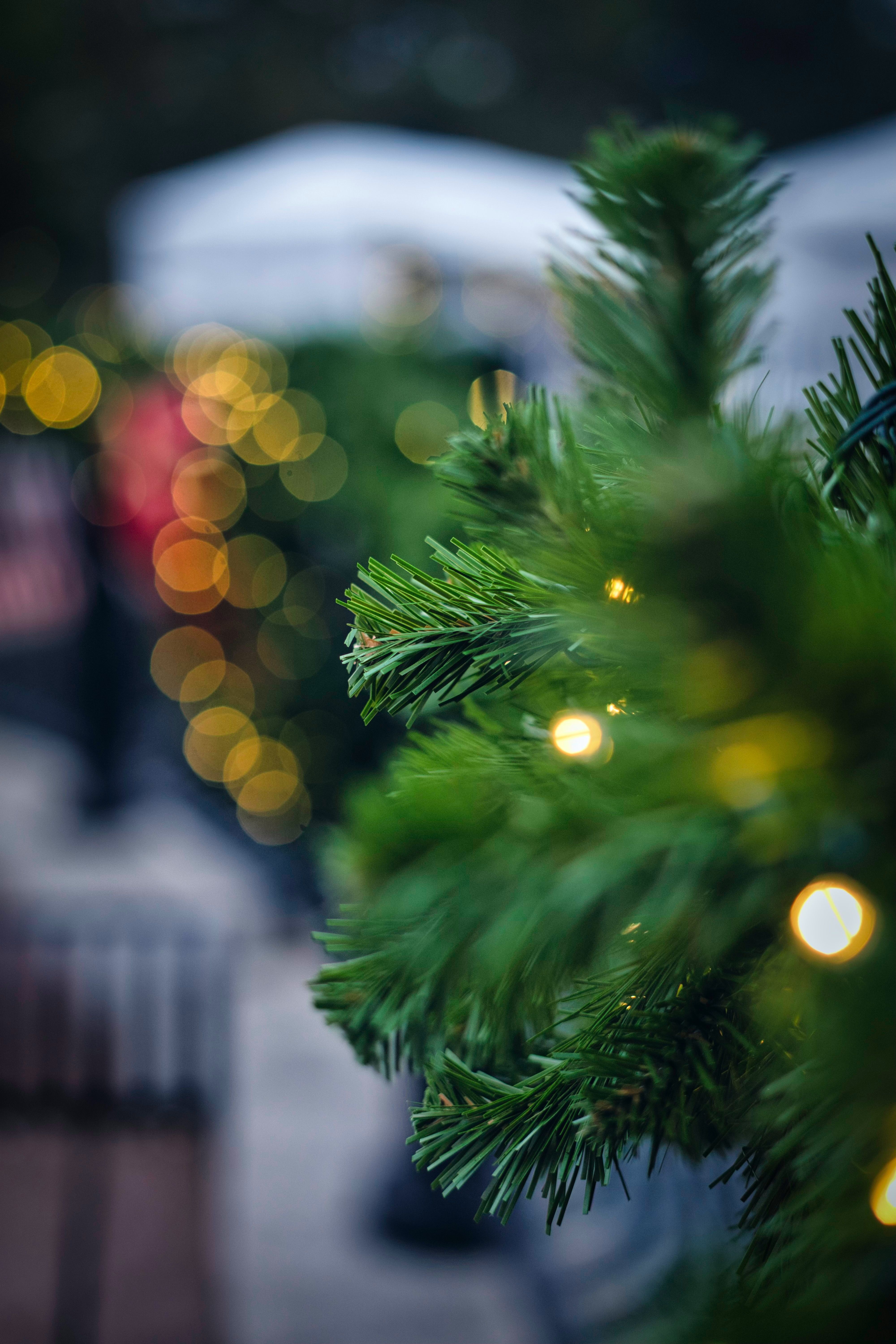 Lamp Illuminating Christmas Tree and Wreath · Free Stock Photo