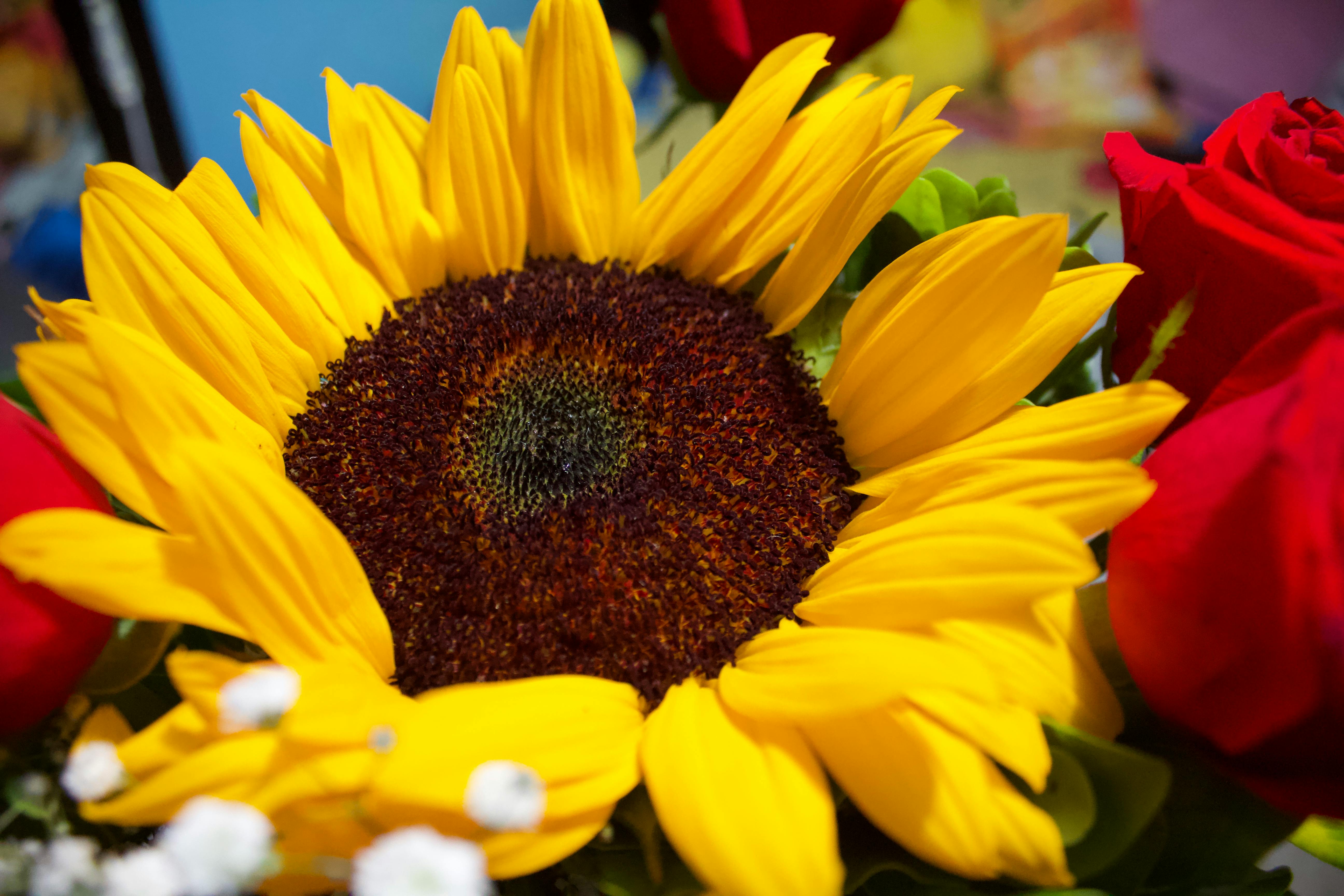 Vibrant Sunflower and Red Roses Close-up · Free Stock Photo