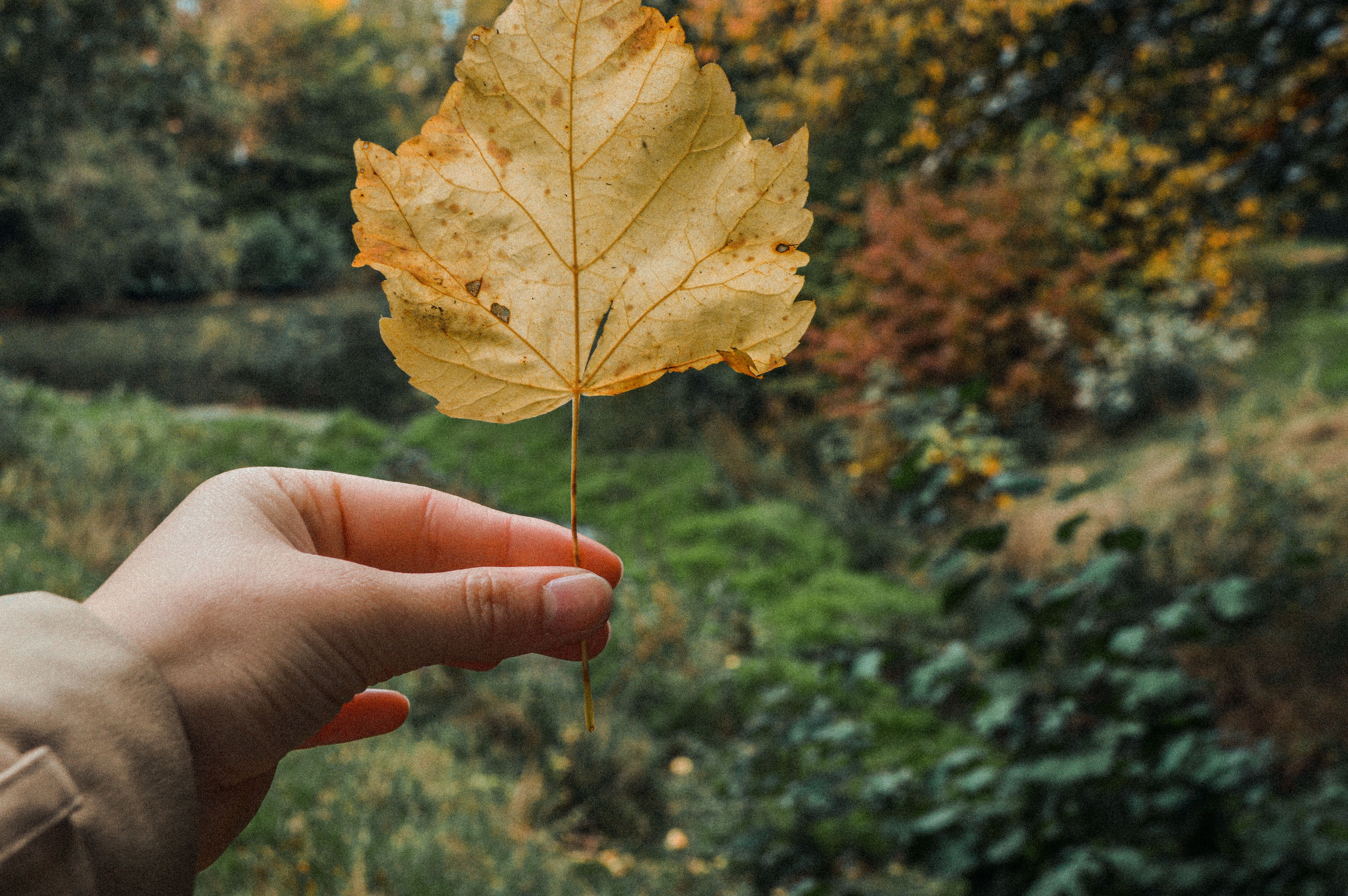 Hand Holding Autumn Leaf in Tranquil Forest · Free Stock Photo