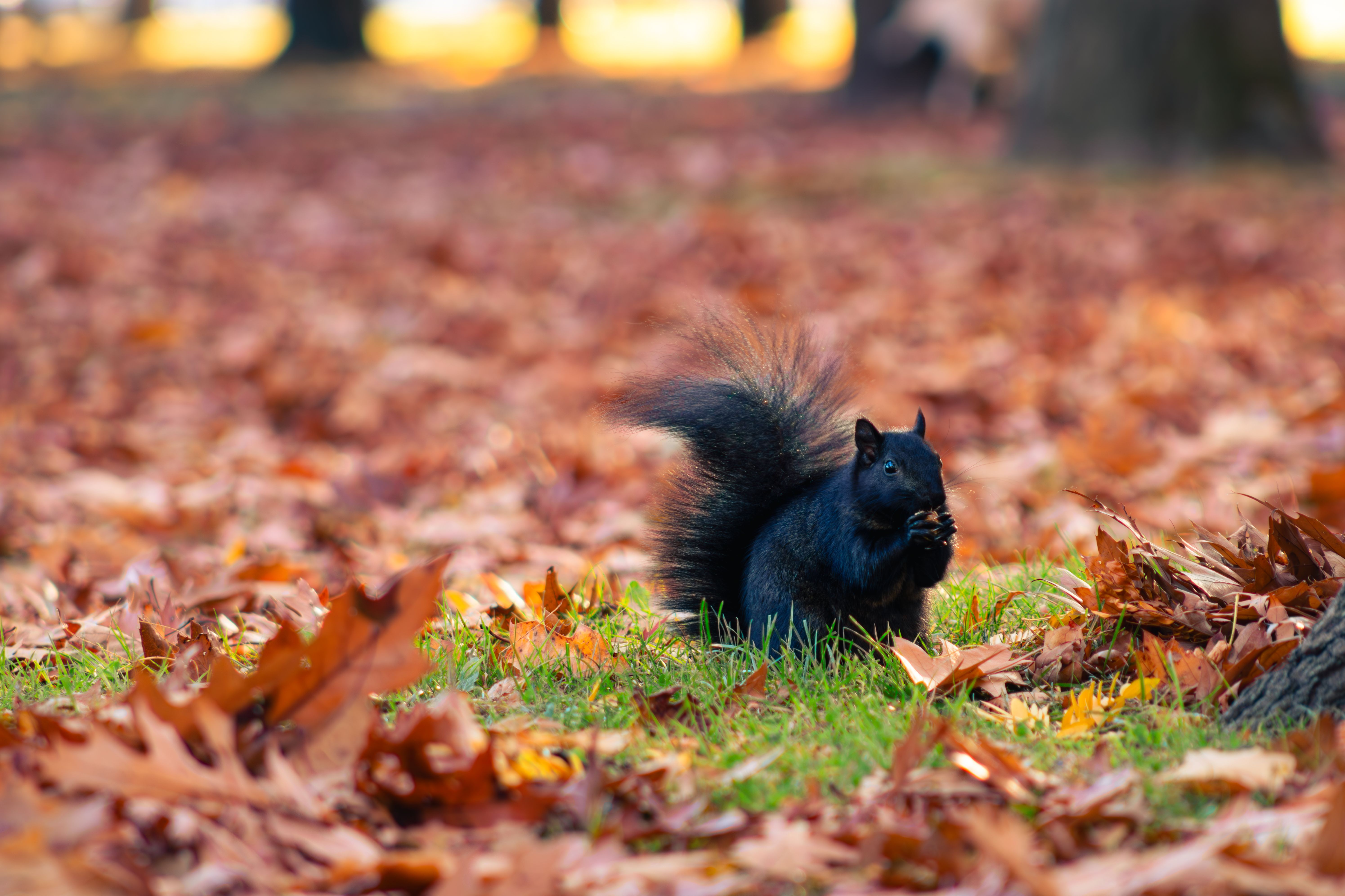 Black Squirrel in Autumn Leaves, Toronto Park · Free Stock Photo