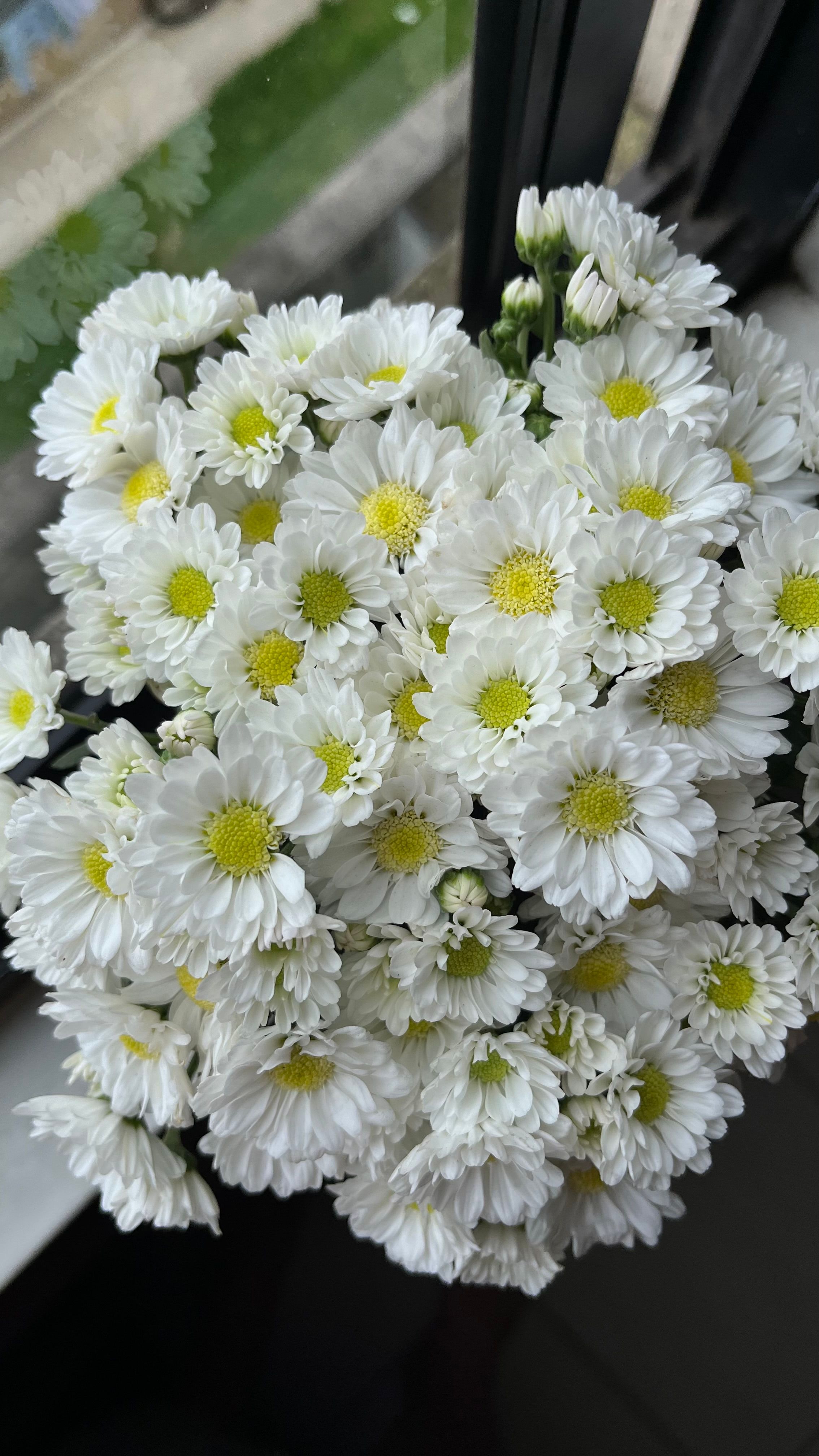 Bouquet of Fresh White Daisies by Window · Free Stock Photo
