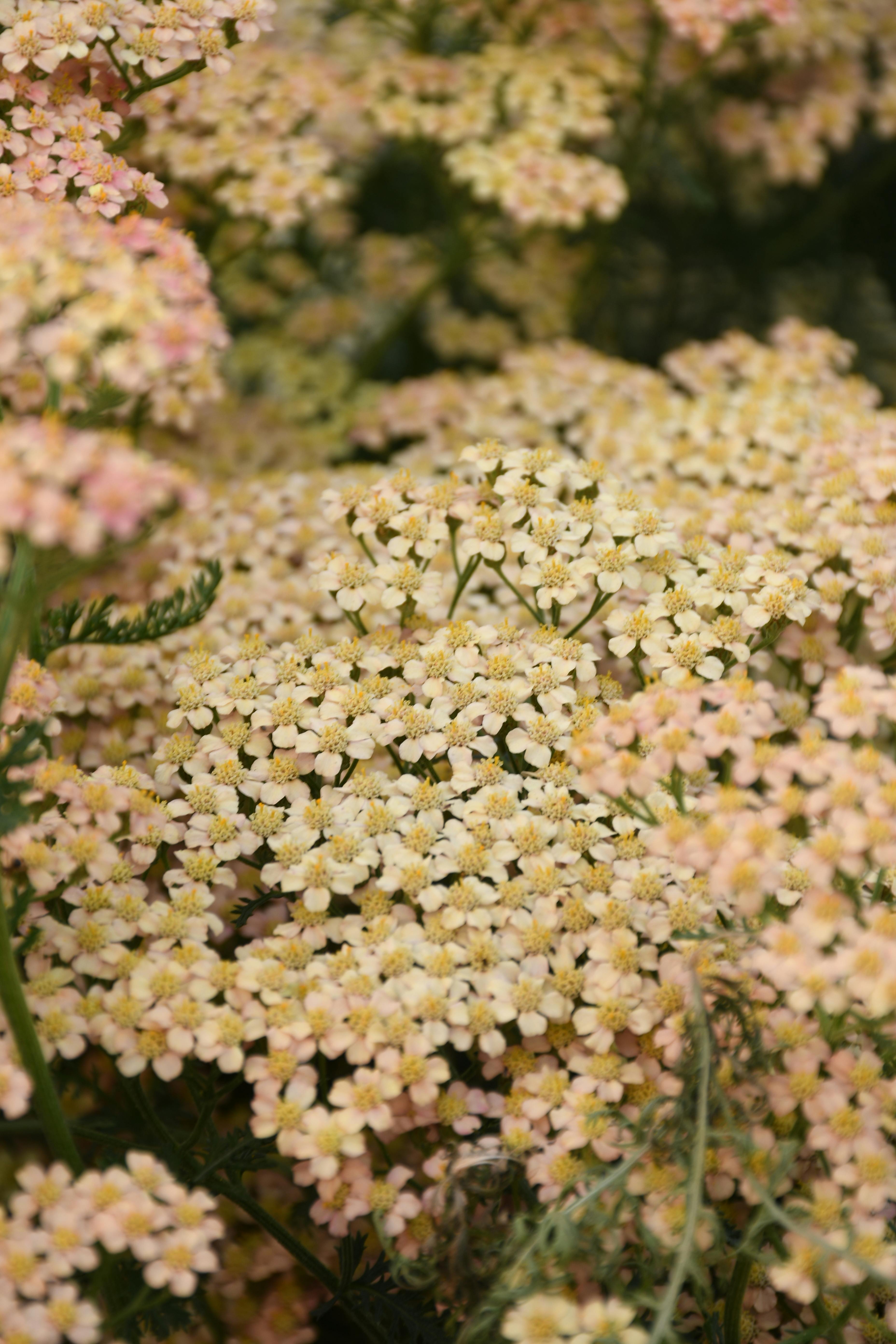 Blooming Yarrow Flowers in Natural Light · Free Stock Photo
