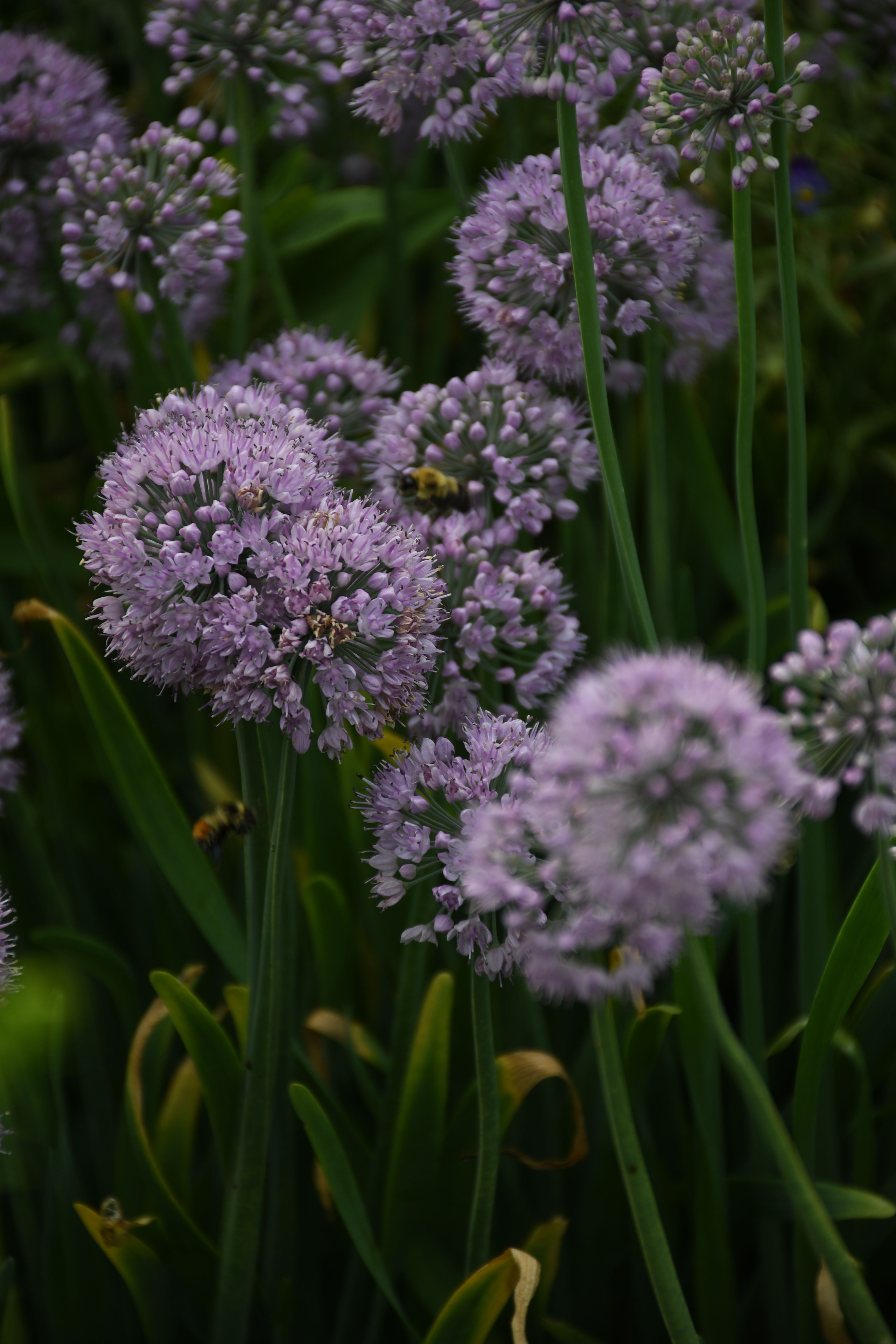 Purple Allium Flowers in Lush Green Garden · Free Stock Photo