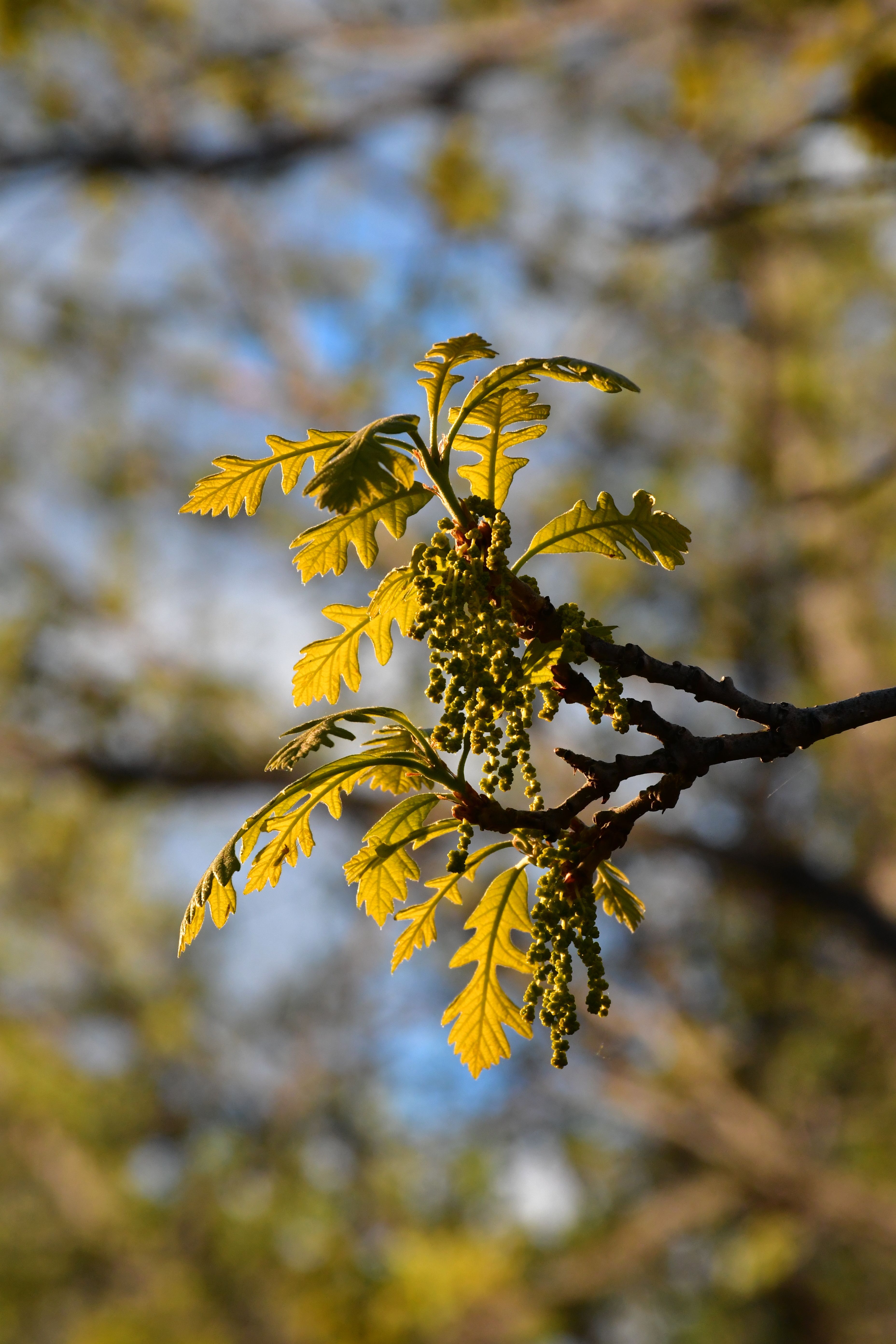 Close-Up of Oak Tree Branch in Spring · Free Stock Photo