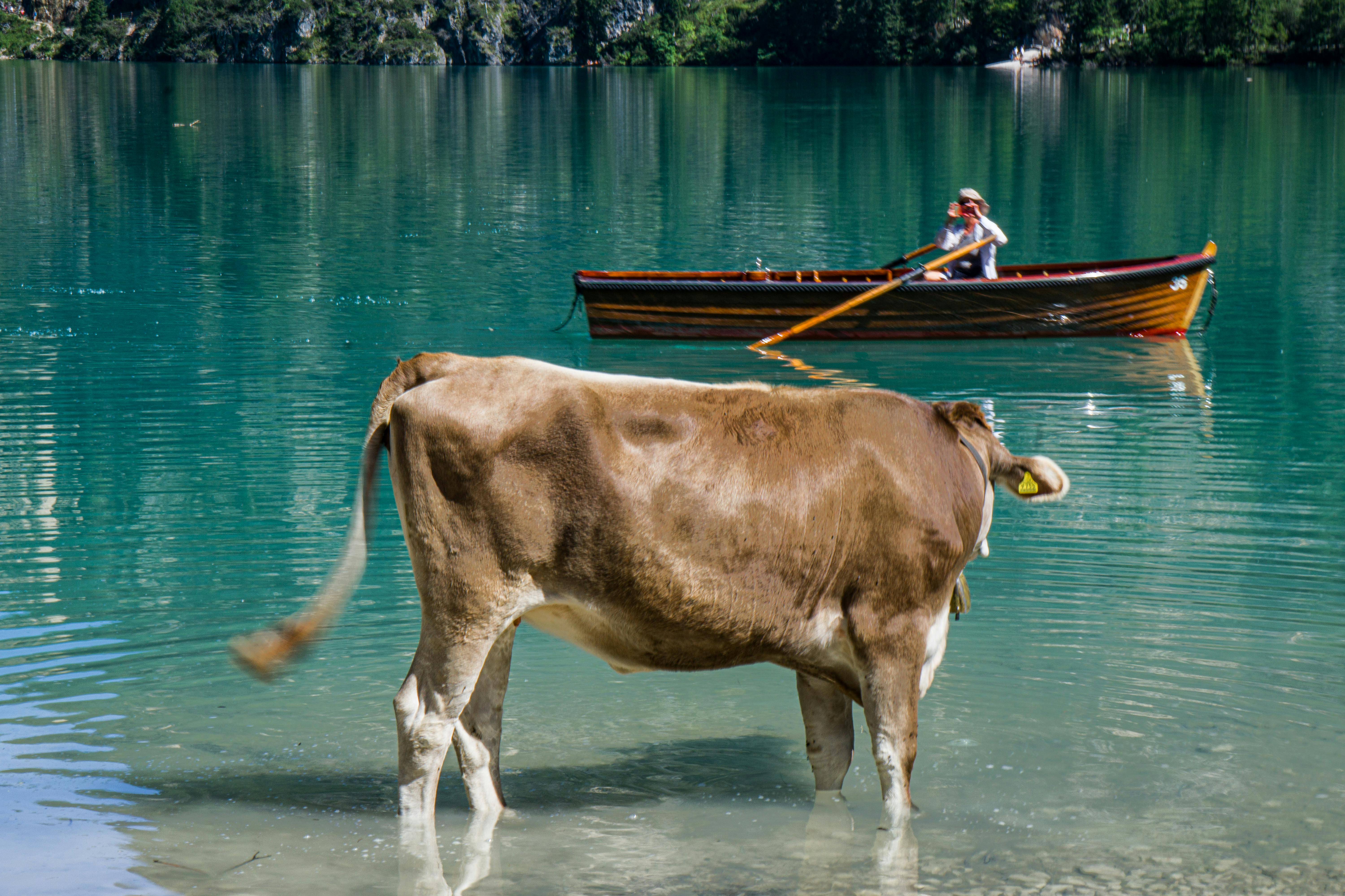Cow On The Boat Photos, Download The BEST Free Cow On The Boat Stock ...