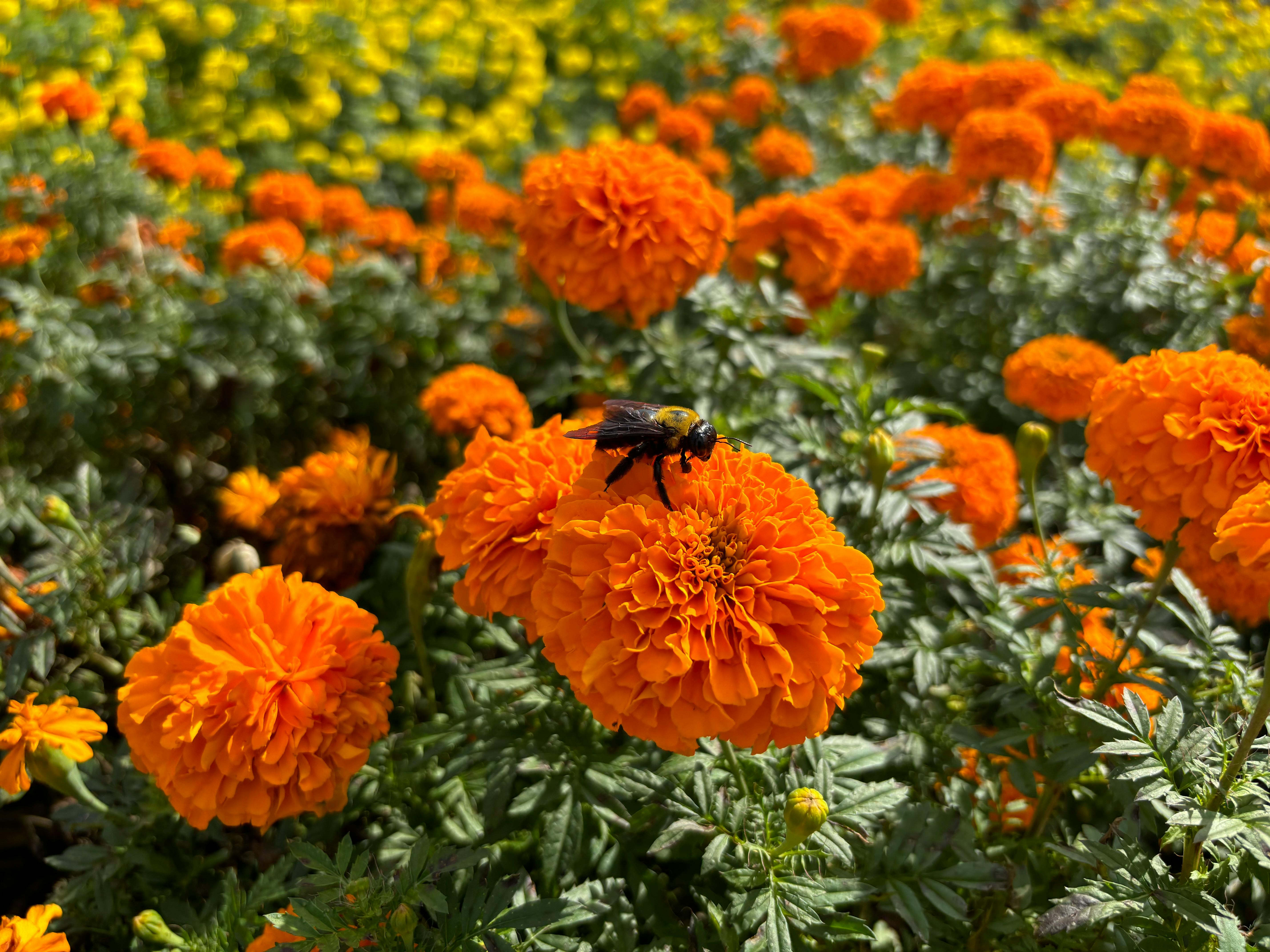 Close-up of Bee Pollinating Vibrant Marigold Flowers · Free Stock Photo