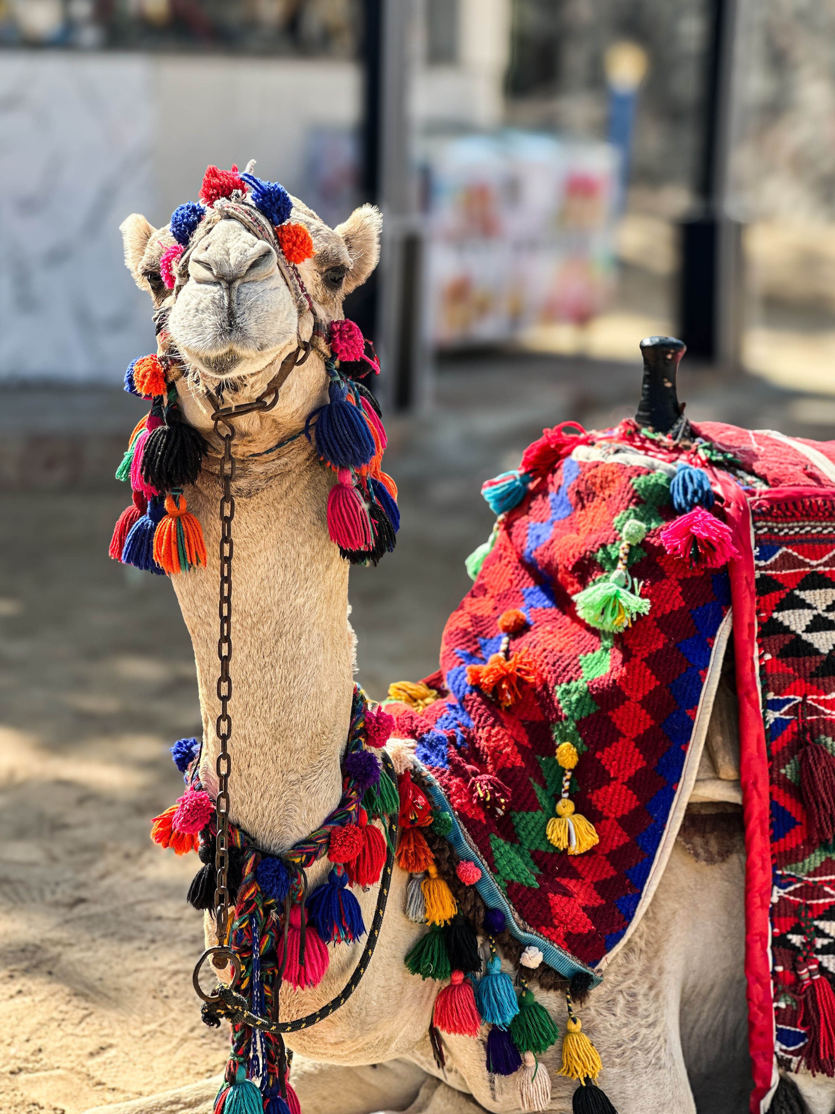 Colorfully Decorated Seated Camel in Desert · Free Stock Photo