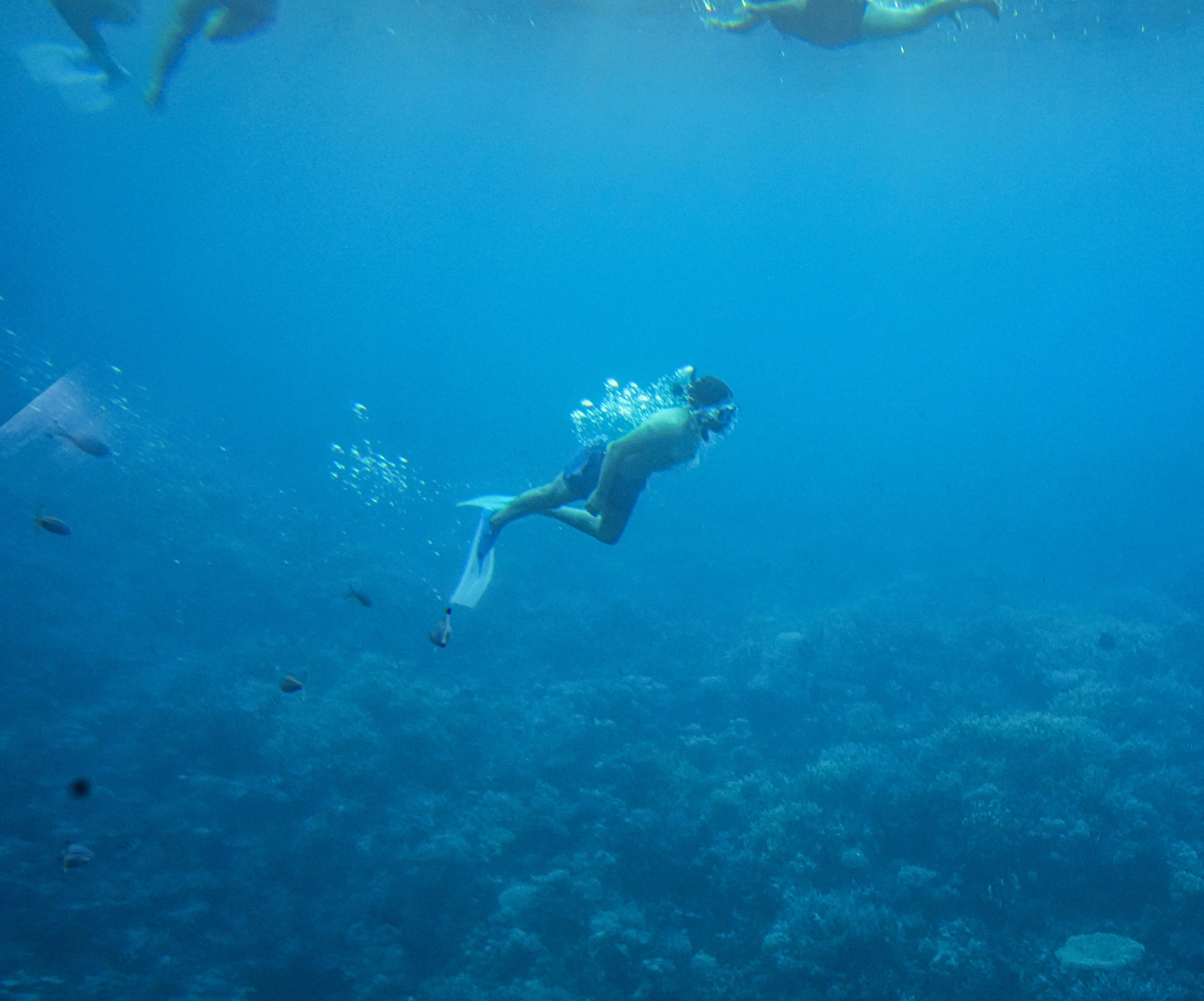 Snorkeler Exploring Coral Reef Underwater Adventure · Free Stock Photo