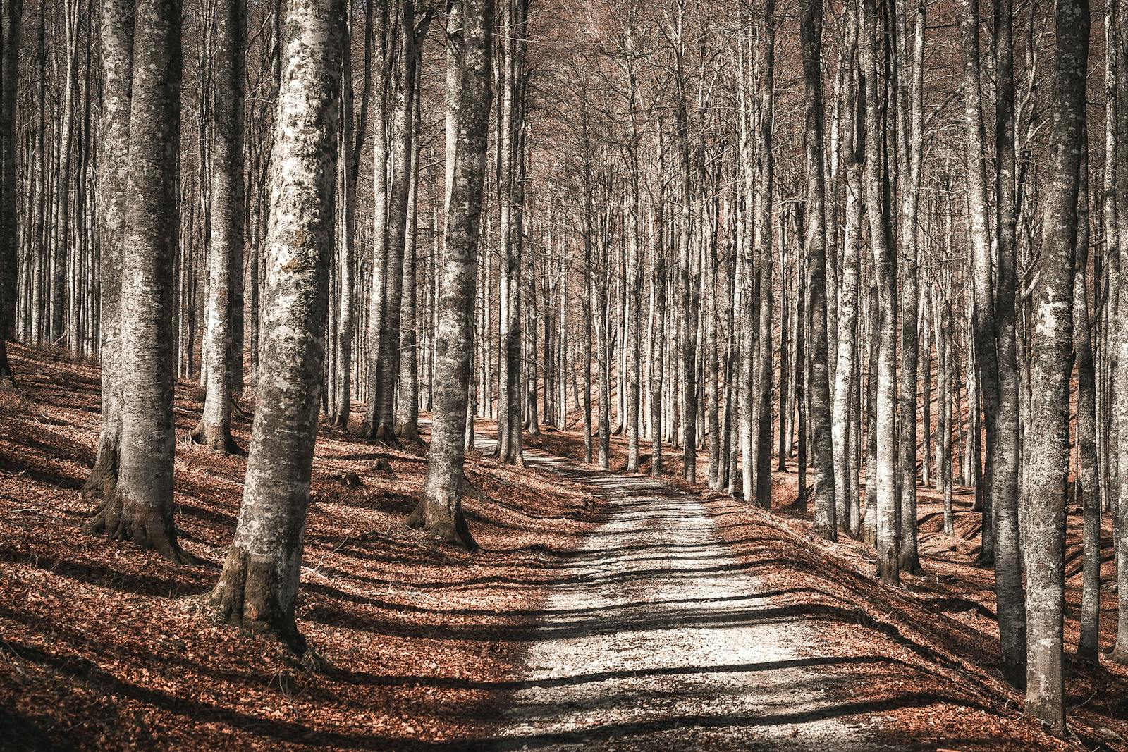 Tree Trunks Photos, Download The BEST Free Tree Trunks Stock Photos ...