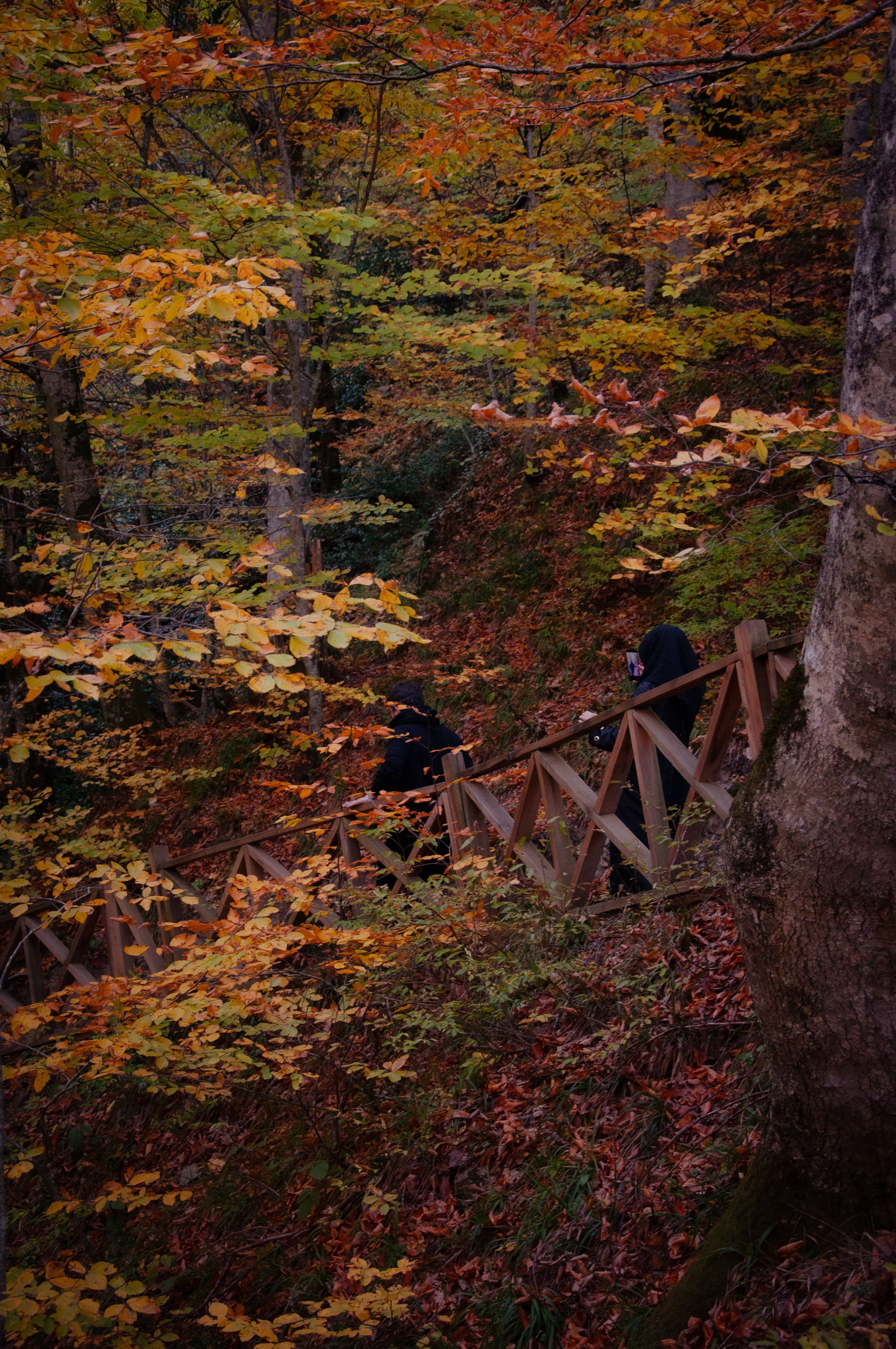 Autumn Walk Through Colorful Forest Pathway · Free Stock Photo
