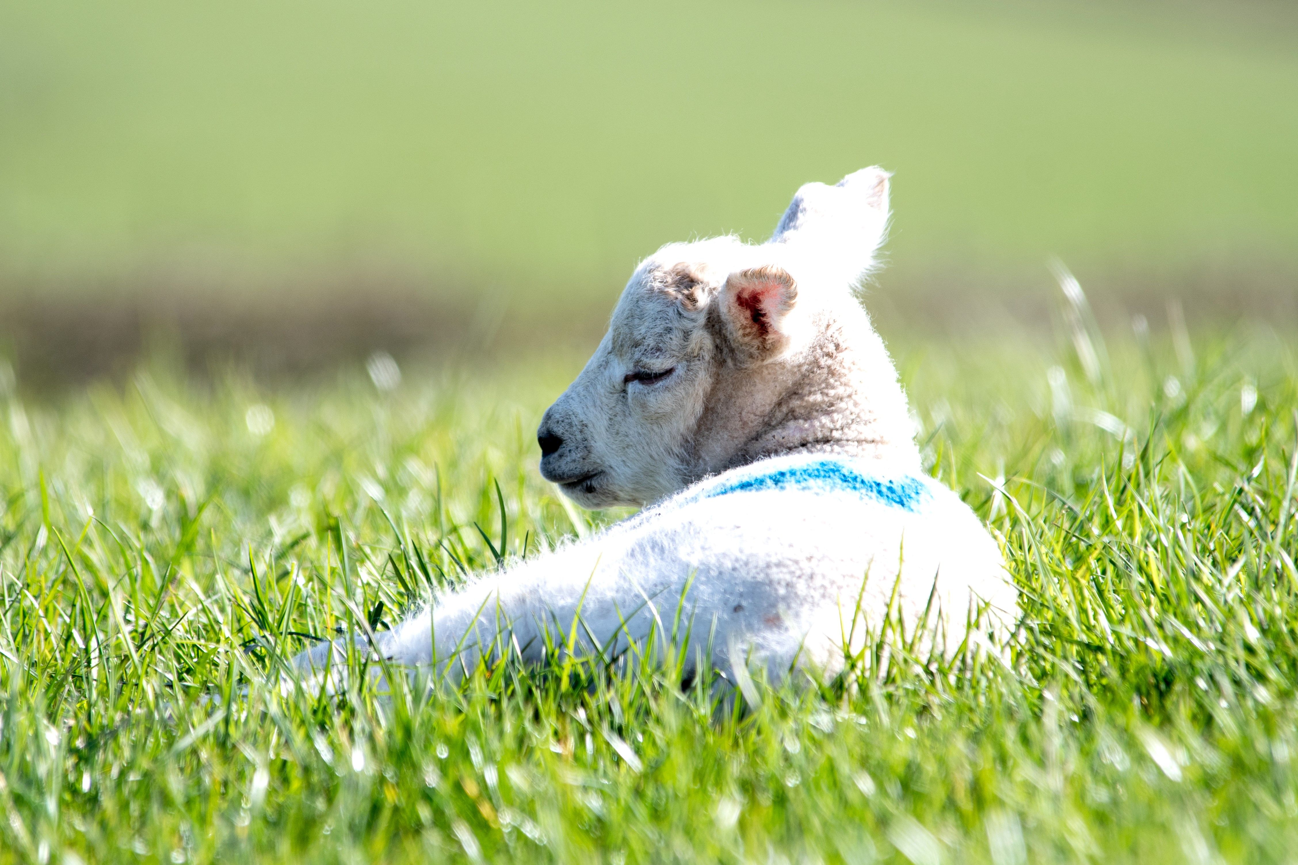 Adorable Lamb Resting in Sunny Spring Field · Free Stock Photo