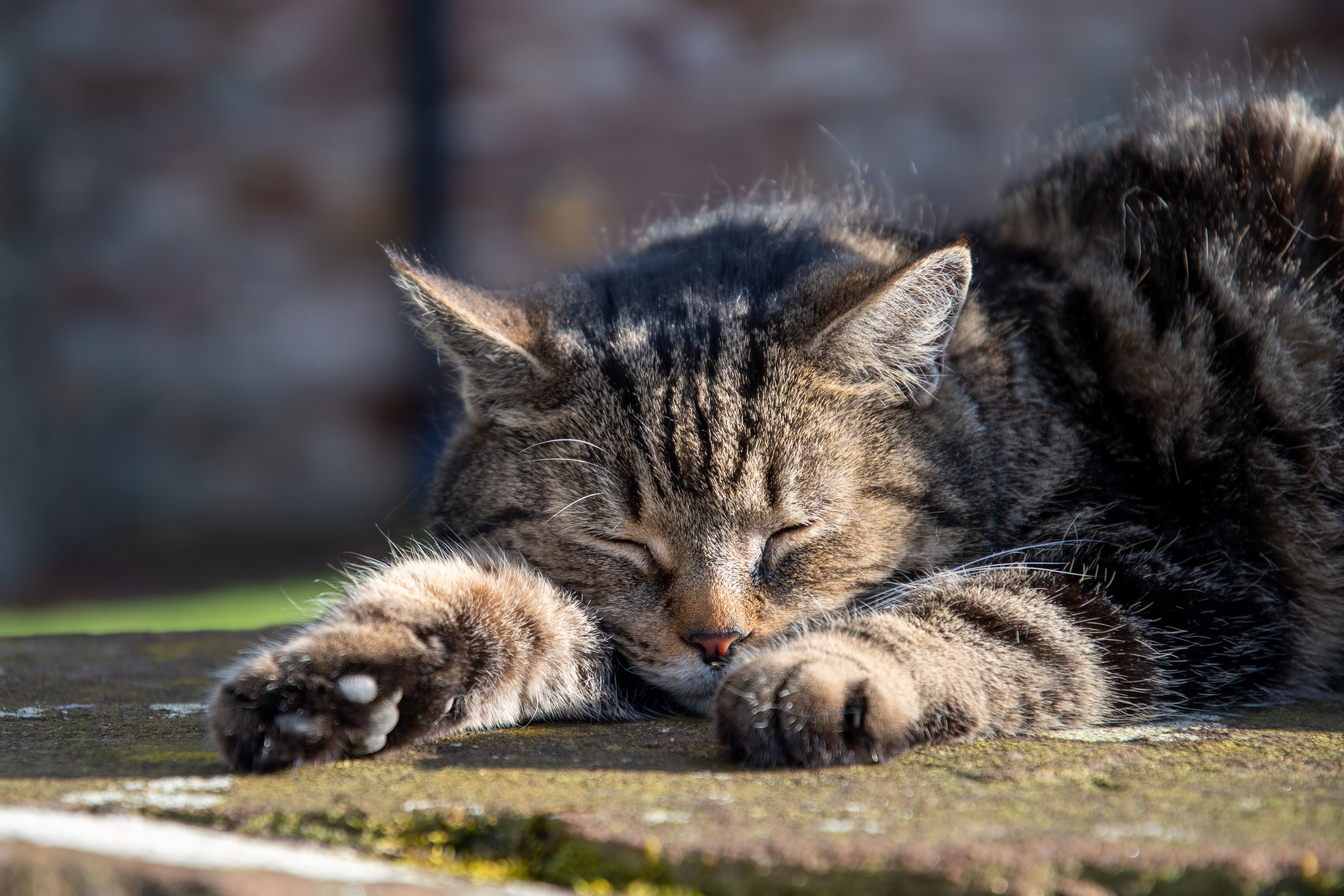 Tranquil Cat Napping in Carlisle Garden · Free Stock Photo