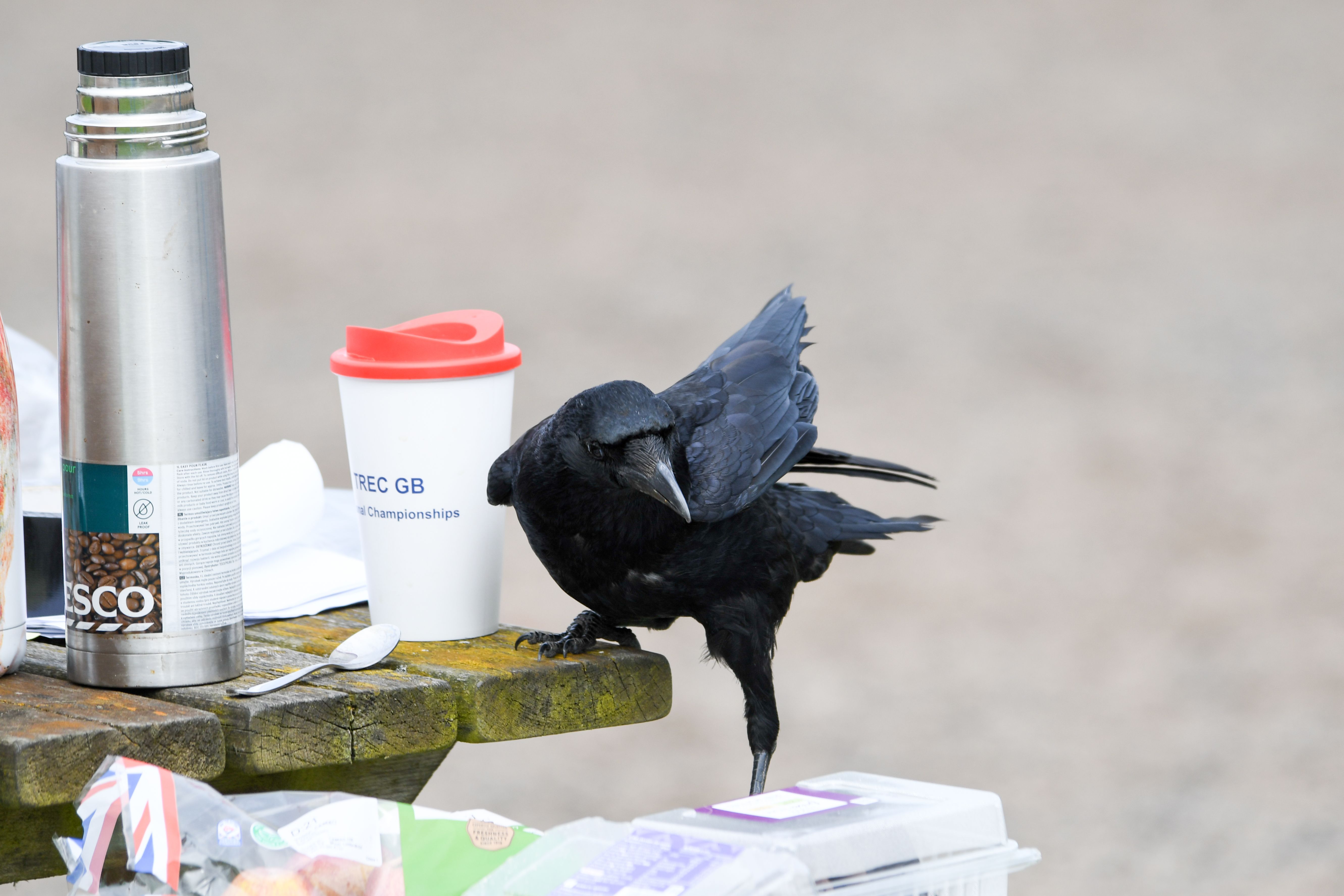 Crow And Coffee Photos, Download The BEST Free Crow And Coffee Stock ...
