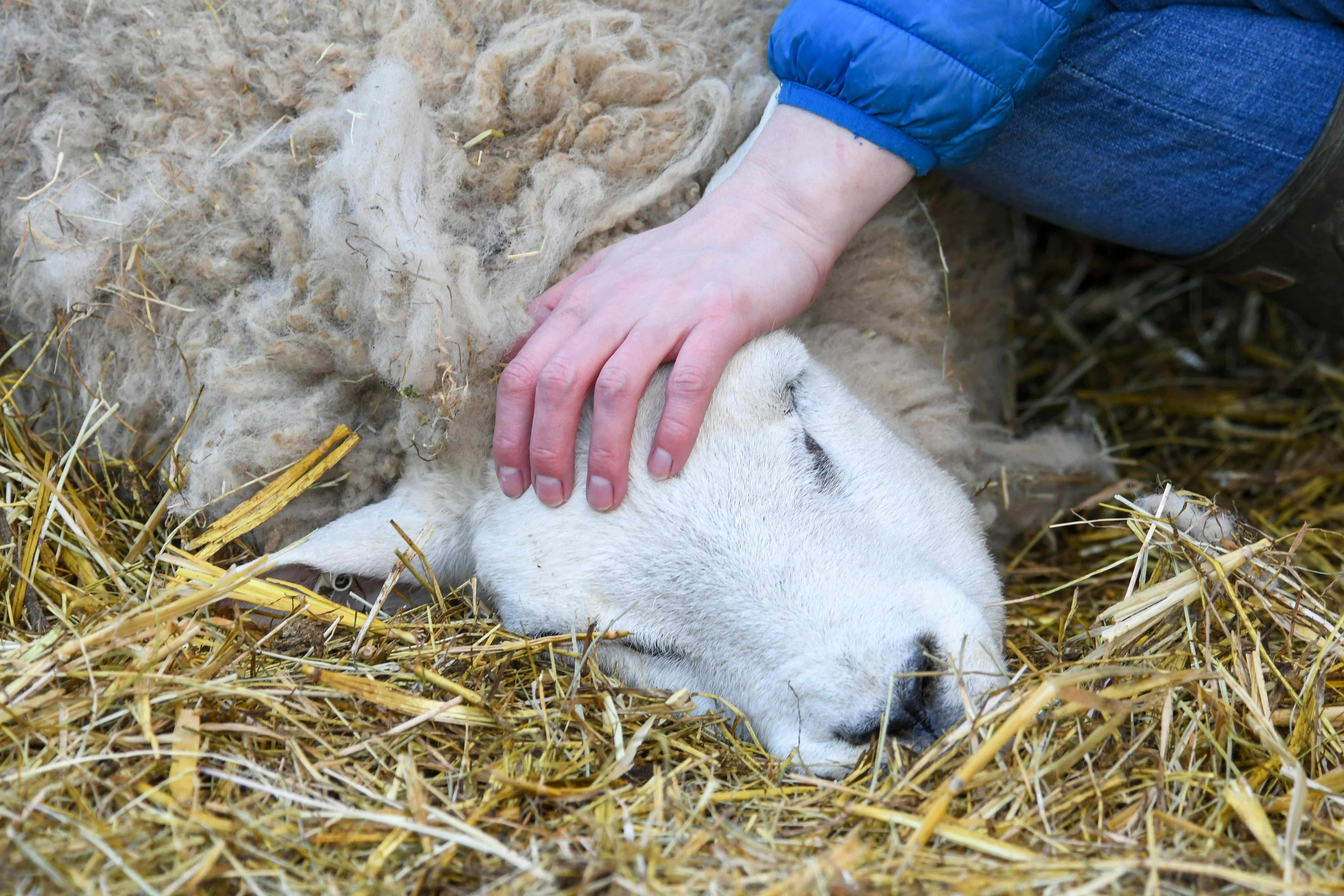 Tender Moment with Sheep in Lutterworth Farm · Free Stock Photo