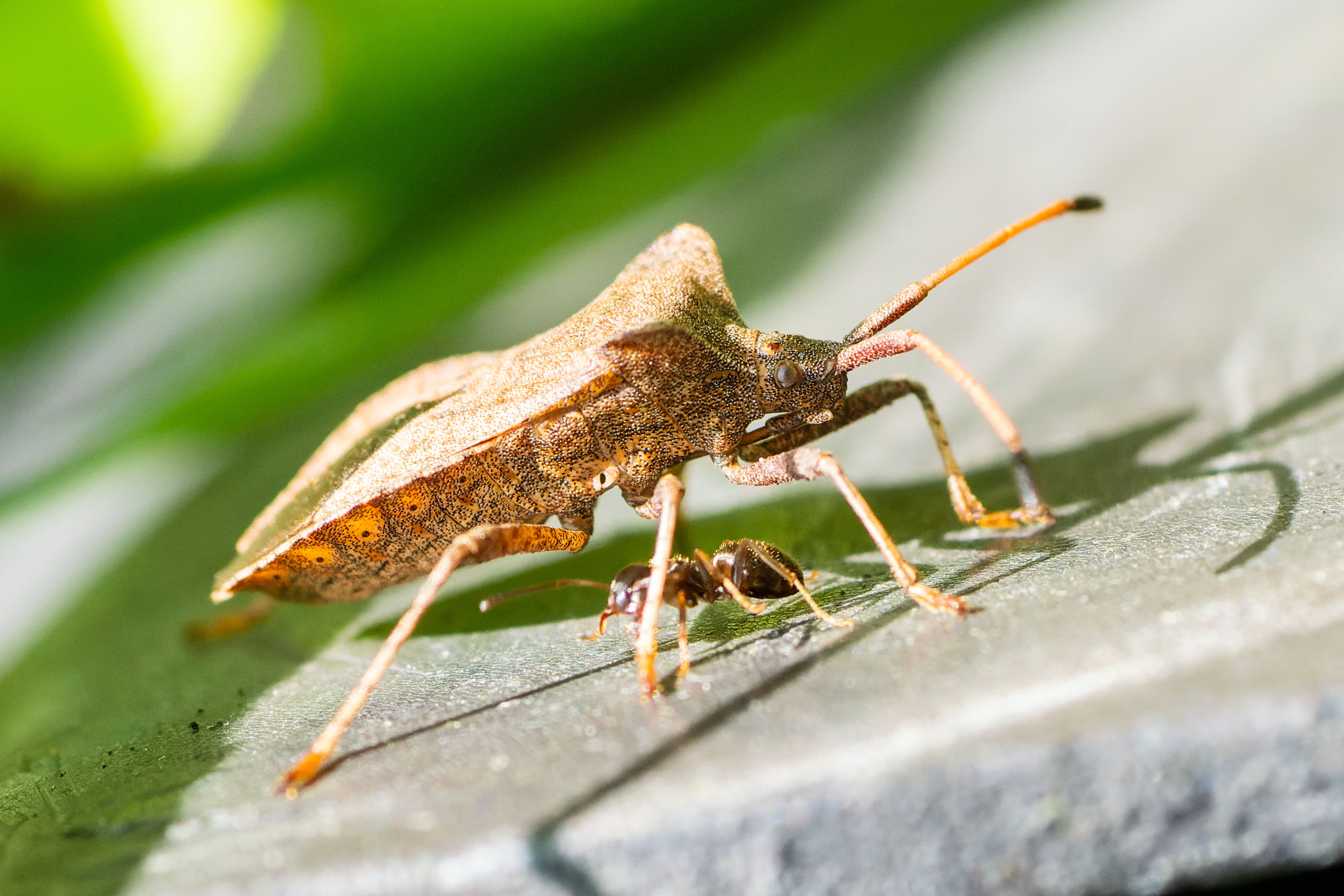 Primer Plano De Un Insecto En Una Hoja En Ashby Parva · Foto de stock ...