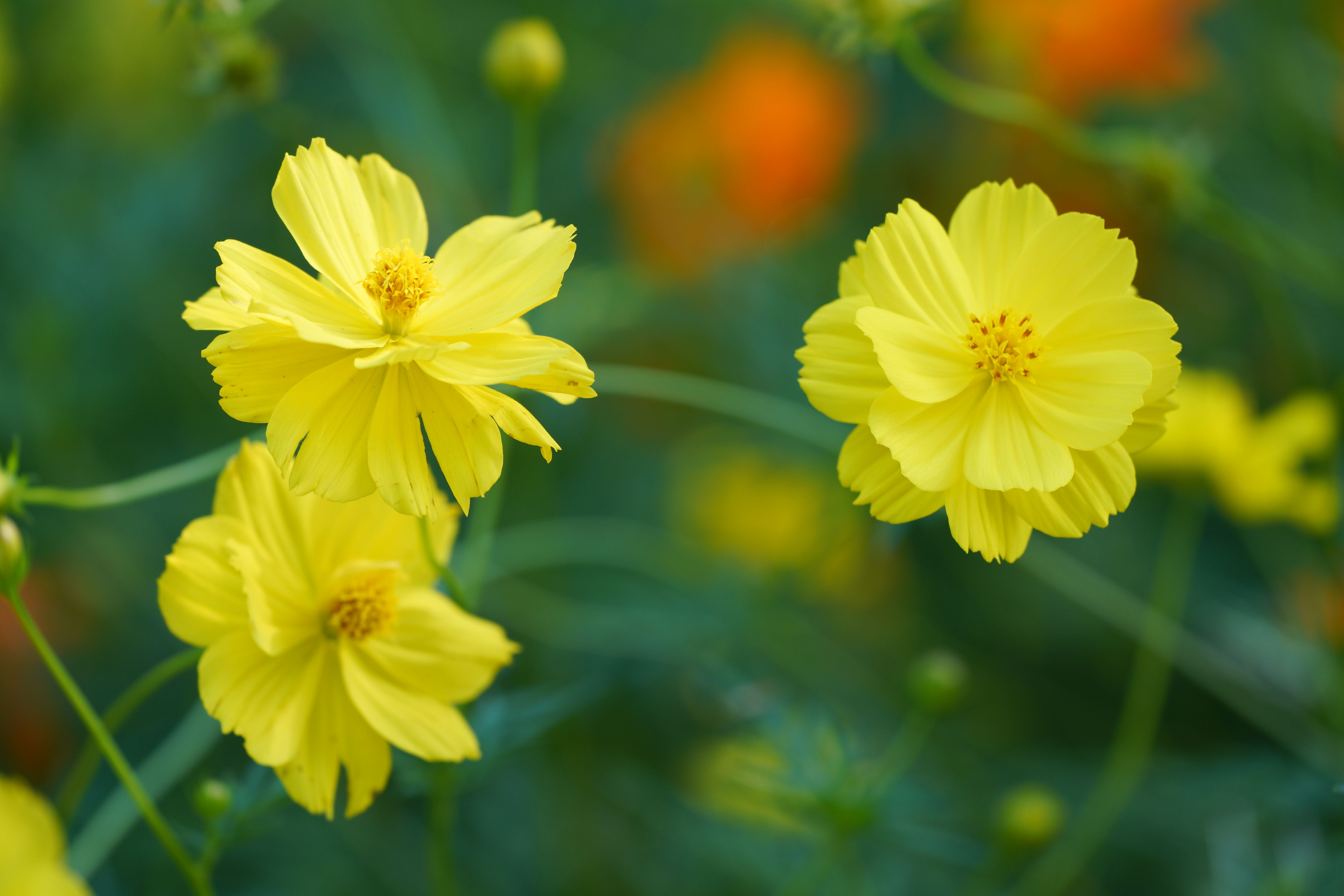 Bright Yellow Cosmos Flowers in Bloom · Free Stock Photo