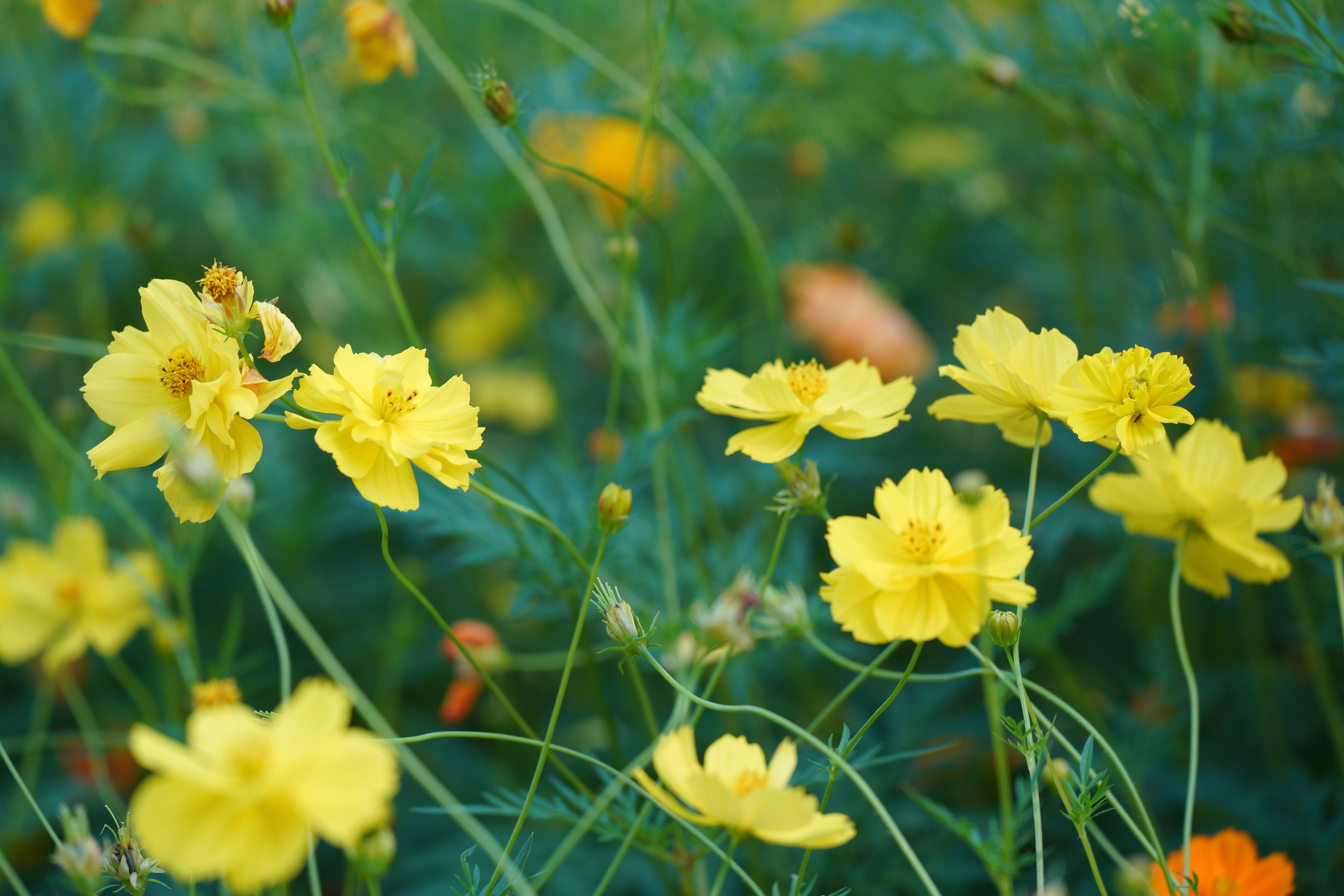 Vibrant Yellow Cosmos Flowers in Bloom Outdoors · Free Stock Photo