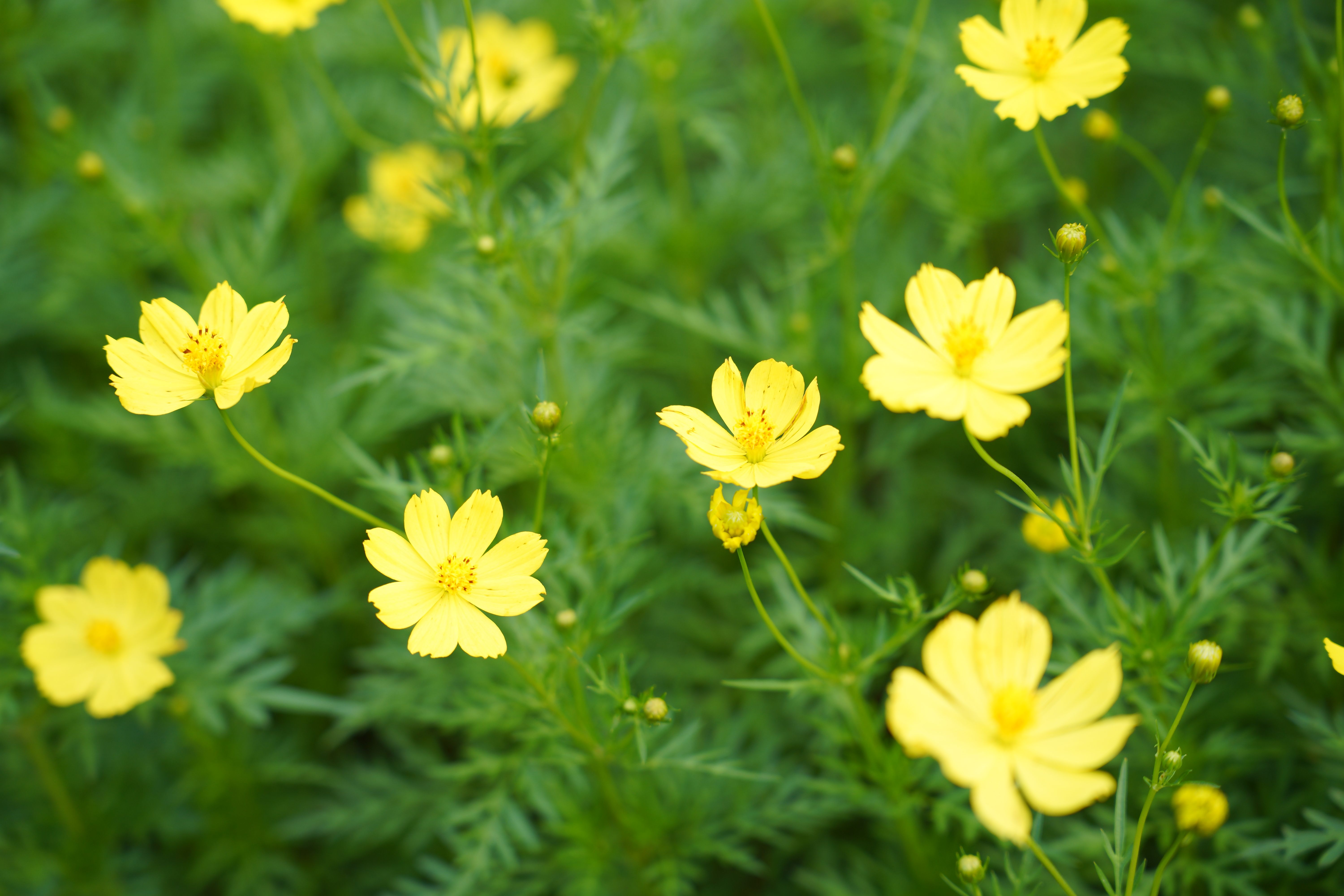 Vibrant Yellow Cosmos Flowers in Full Bloom · Free Stock Photo