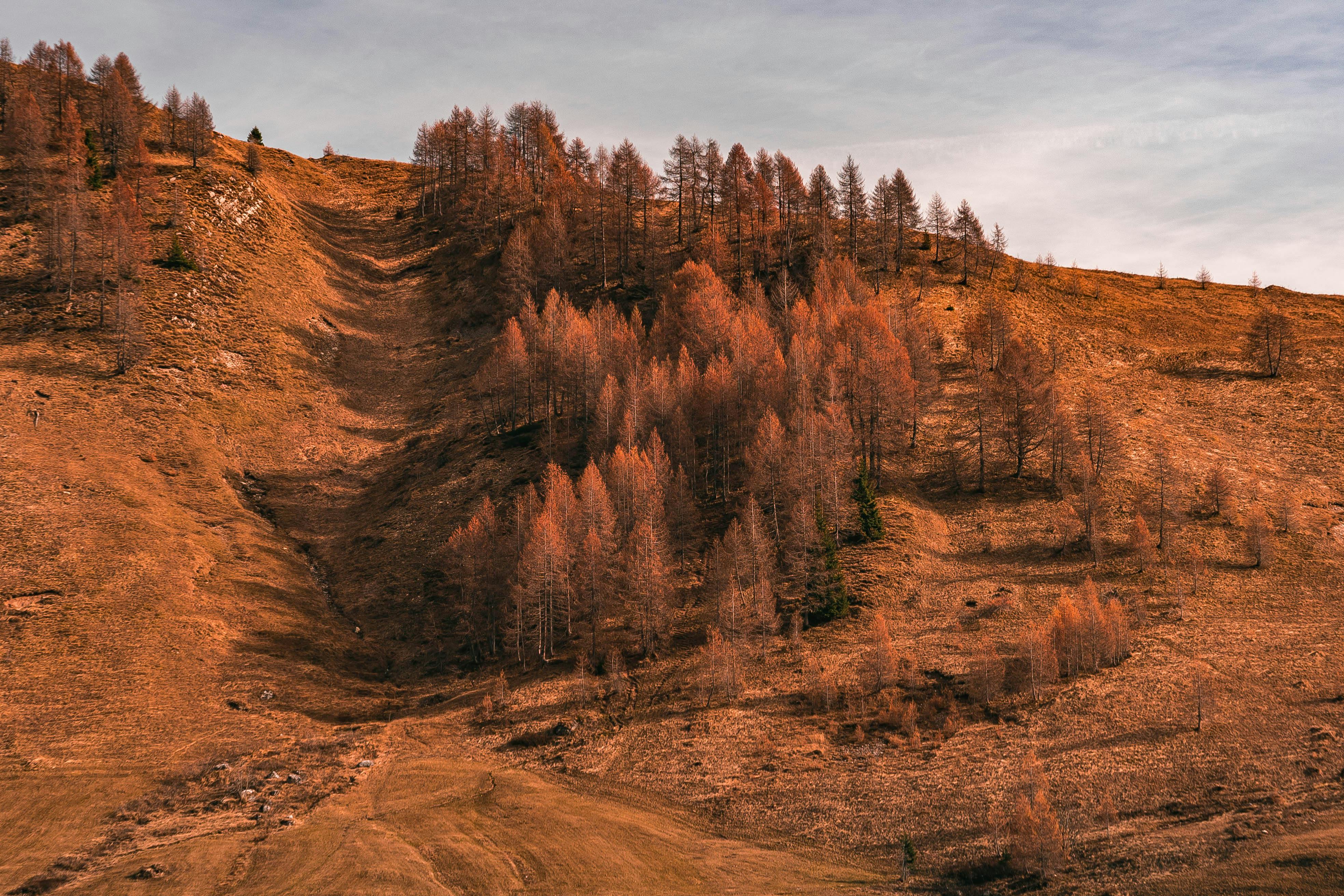 Brown and Green Forest · Free Stock Photo
