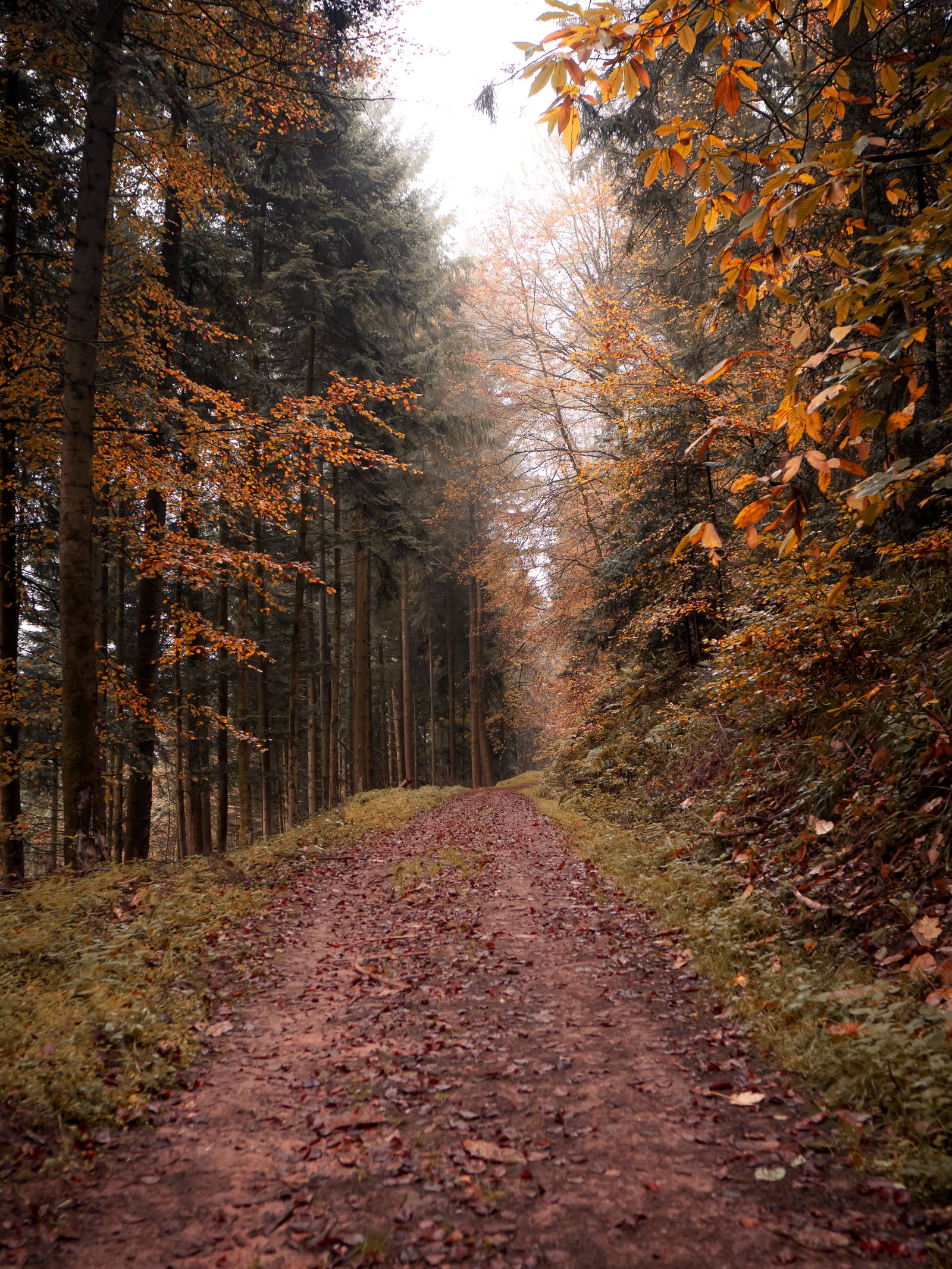 Autumn Forest Path Photos, Download The BEST Free Autumn Forest Path ...