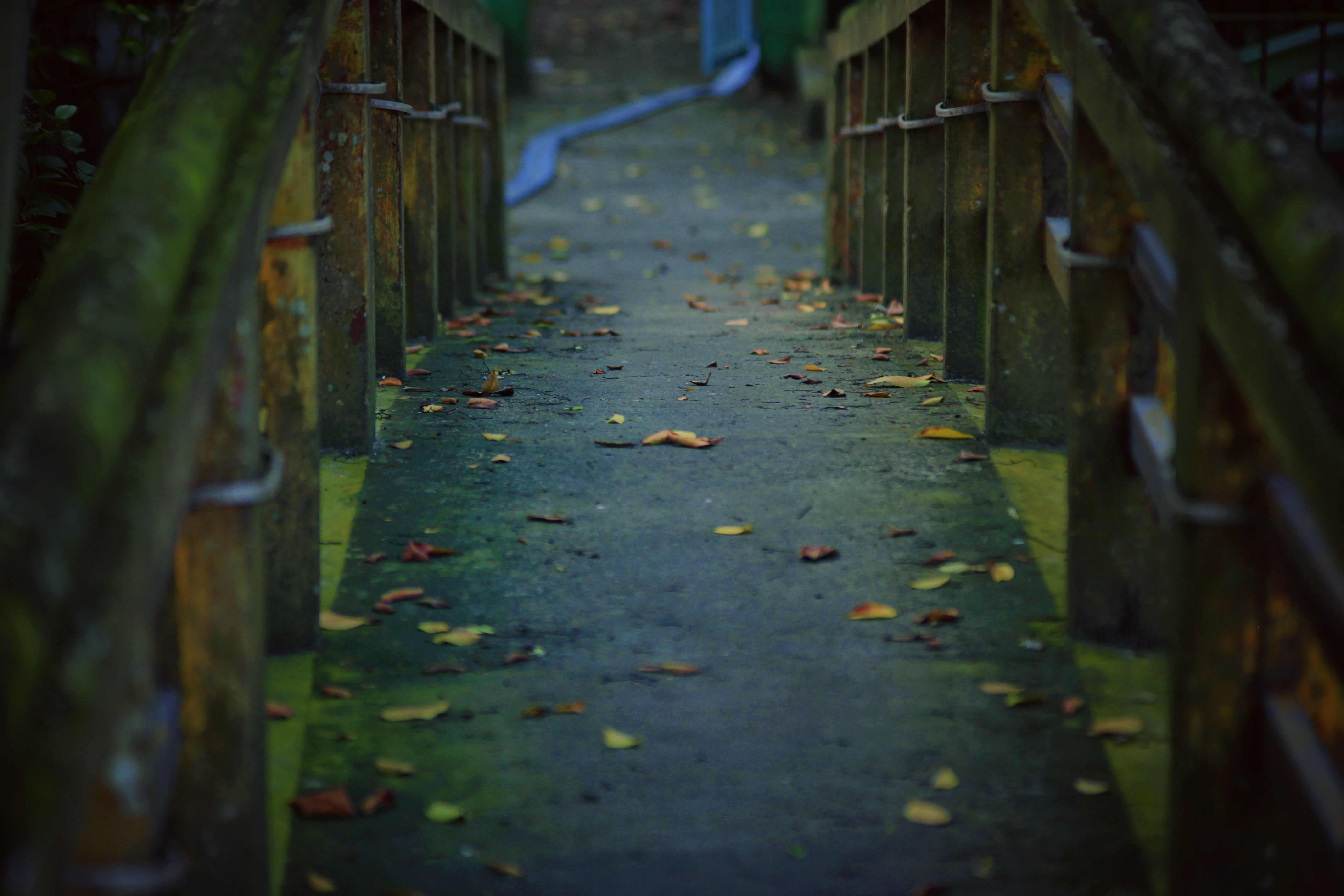 Rustic Moss-Covered Bridge with Fallen Leaves · Free Stock Photo