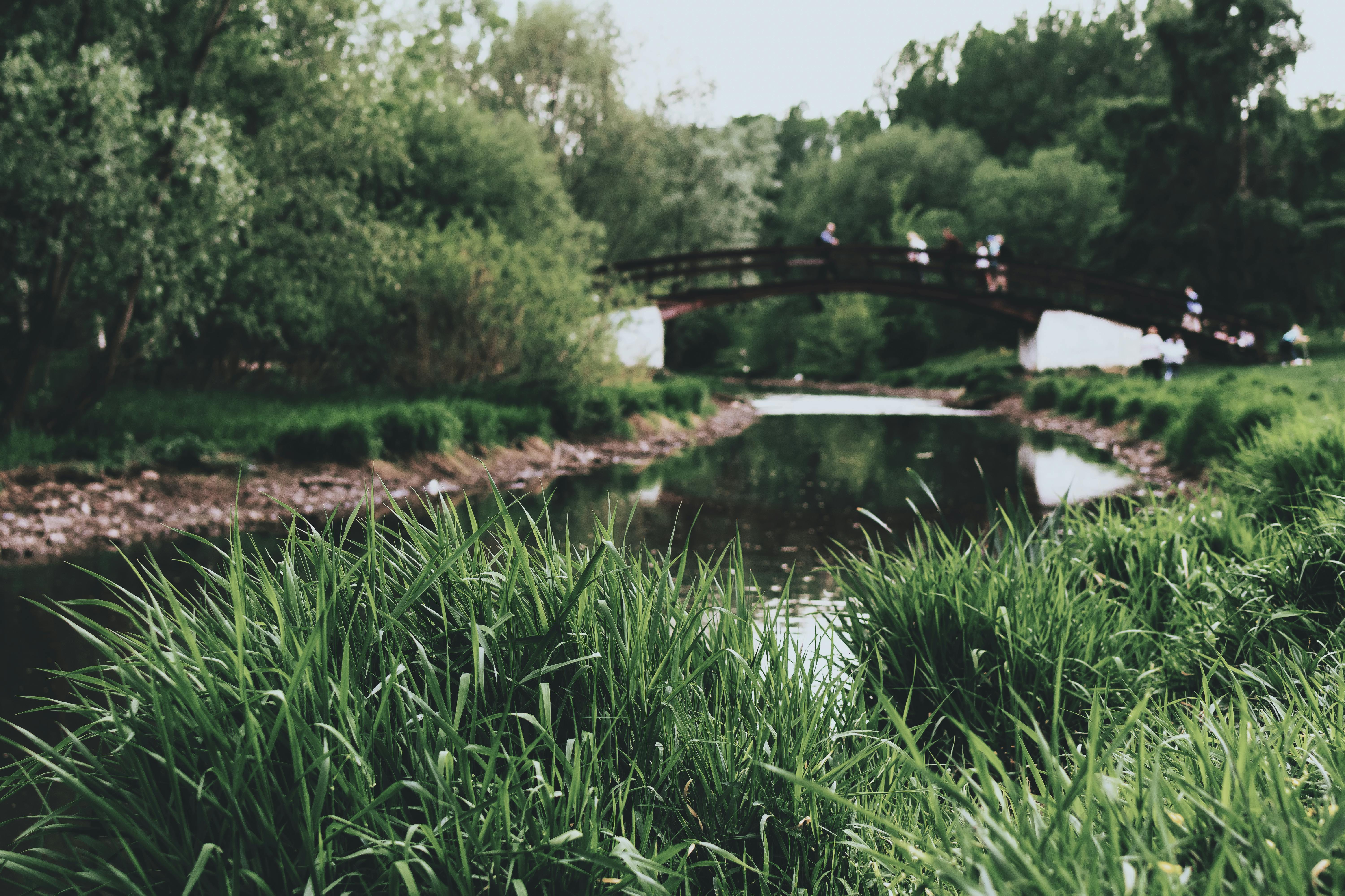 500+ Beautiful Stream Photos · Pexels · Free Stock Photos
