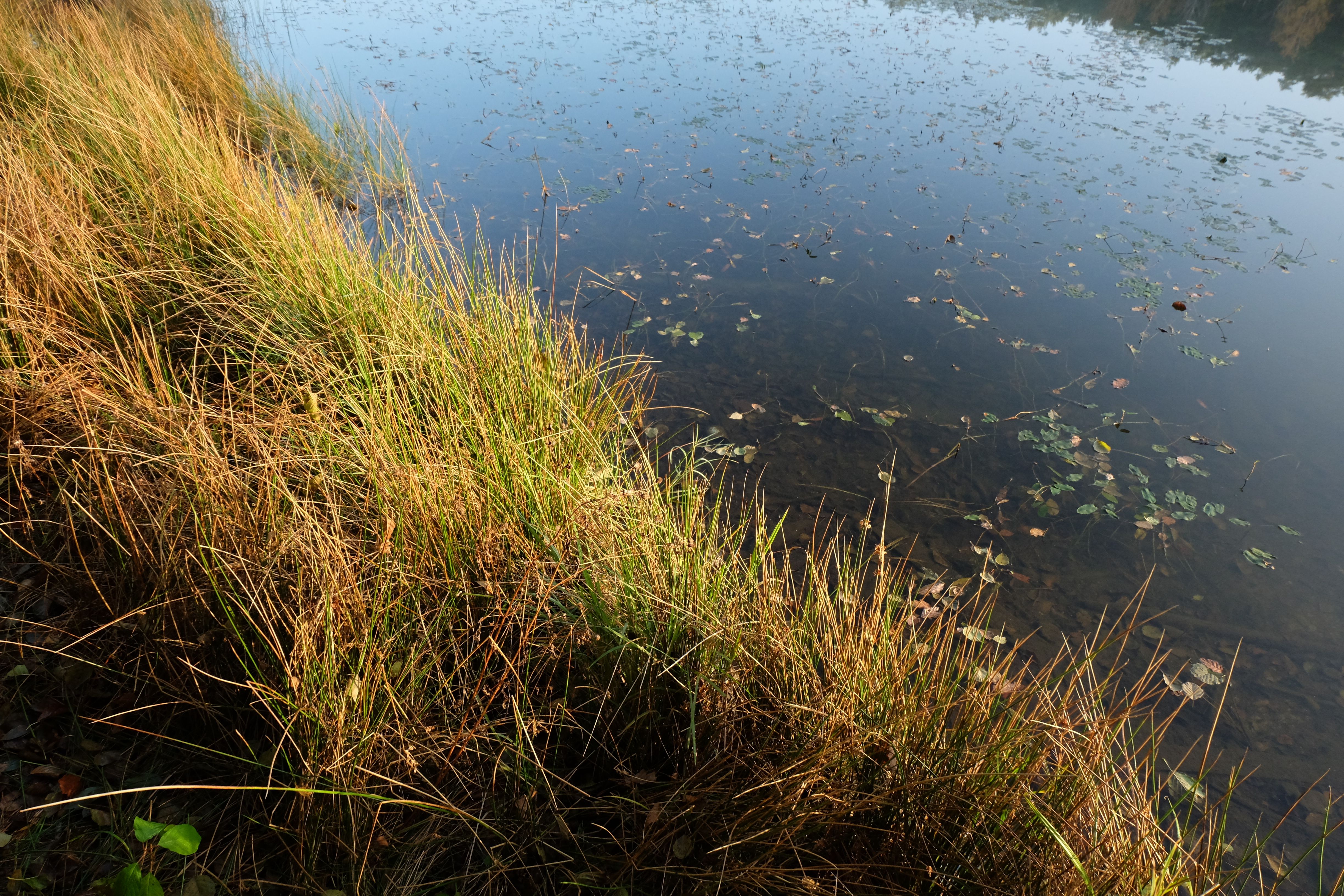 Serene Lakeside Scene with Grassy Shoreline · Free Stock Photo