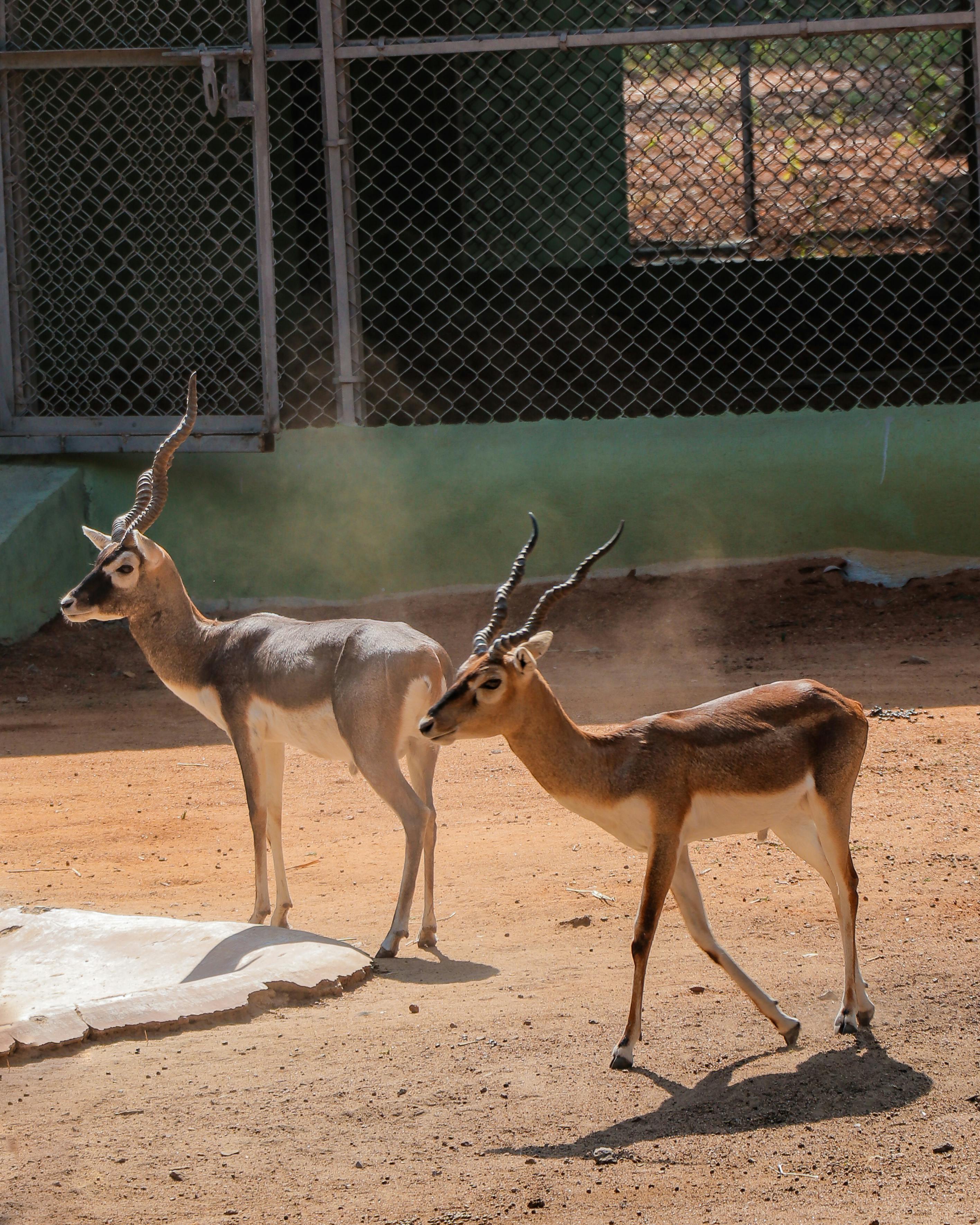 Foto de stock gratuita sobre al aire libre, fotos de animales, antílope ...