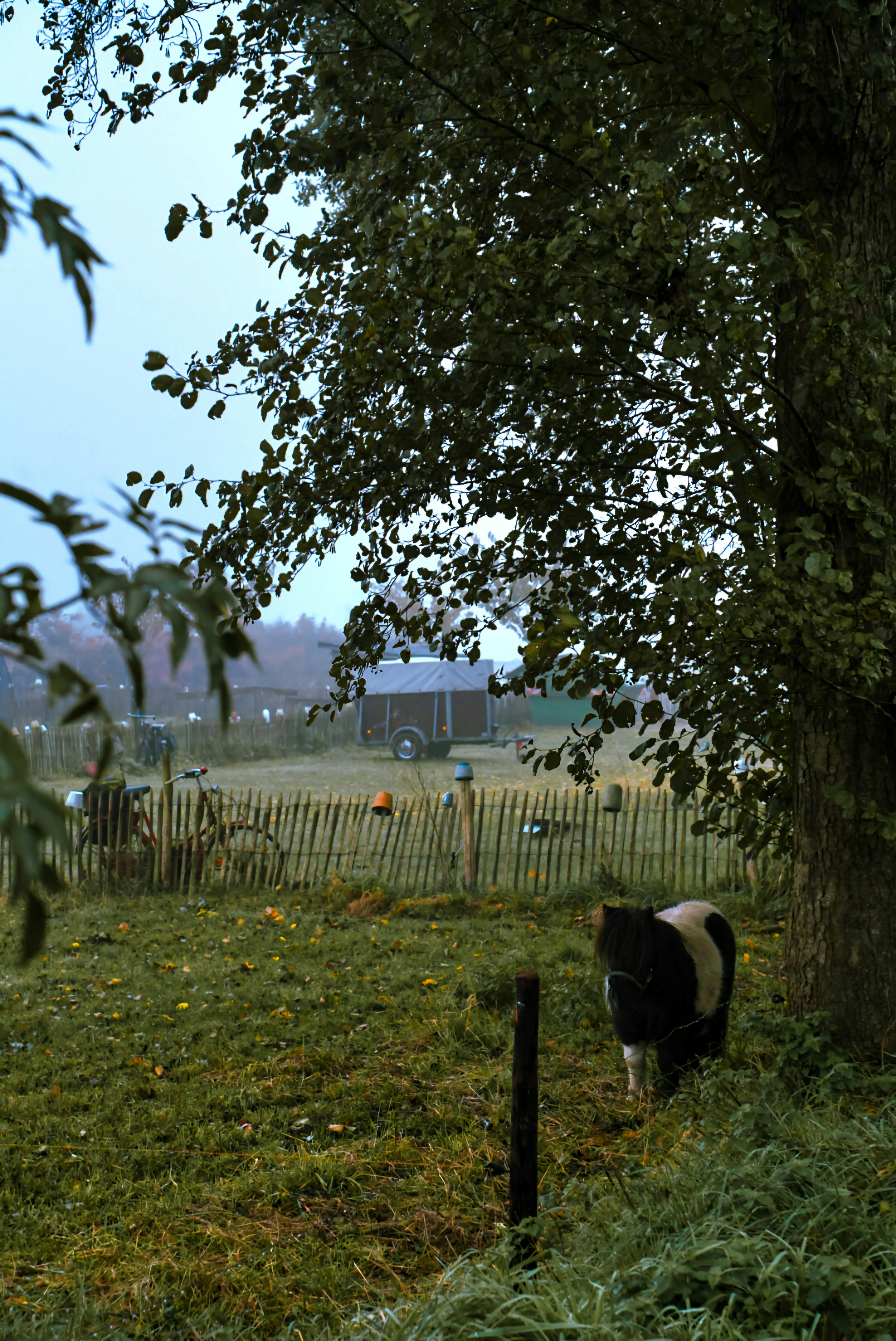 Peaceful Rural Scene with Pony and Trees · Free Stock Photo