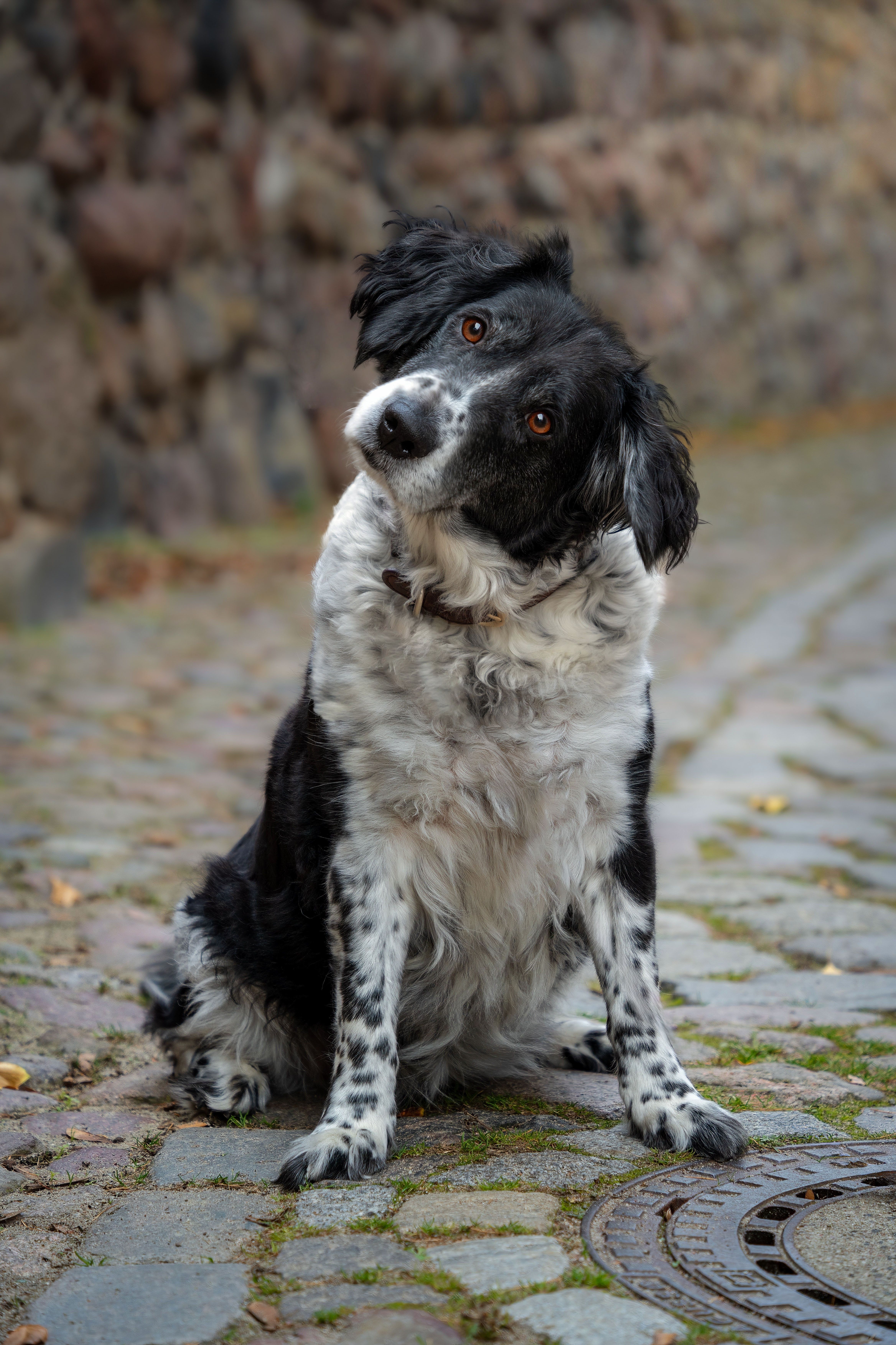 100.000+ Loyal Couple Bilder und Fotos · Kostenlos Downloaden · Pexels ...