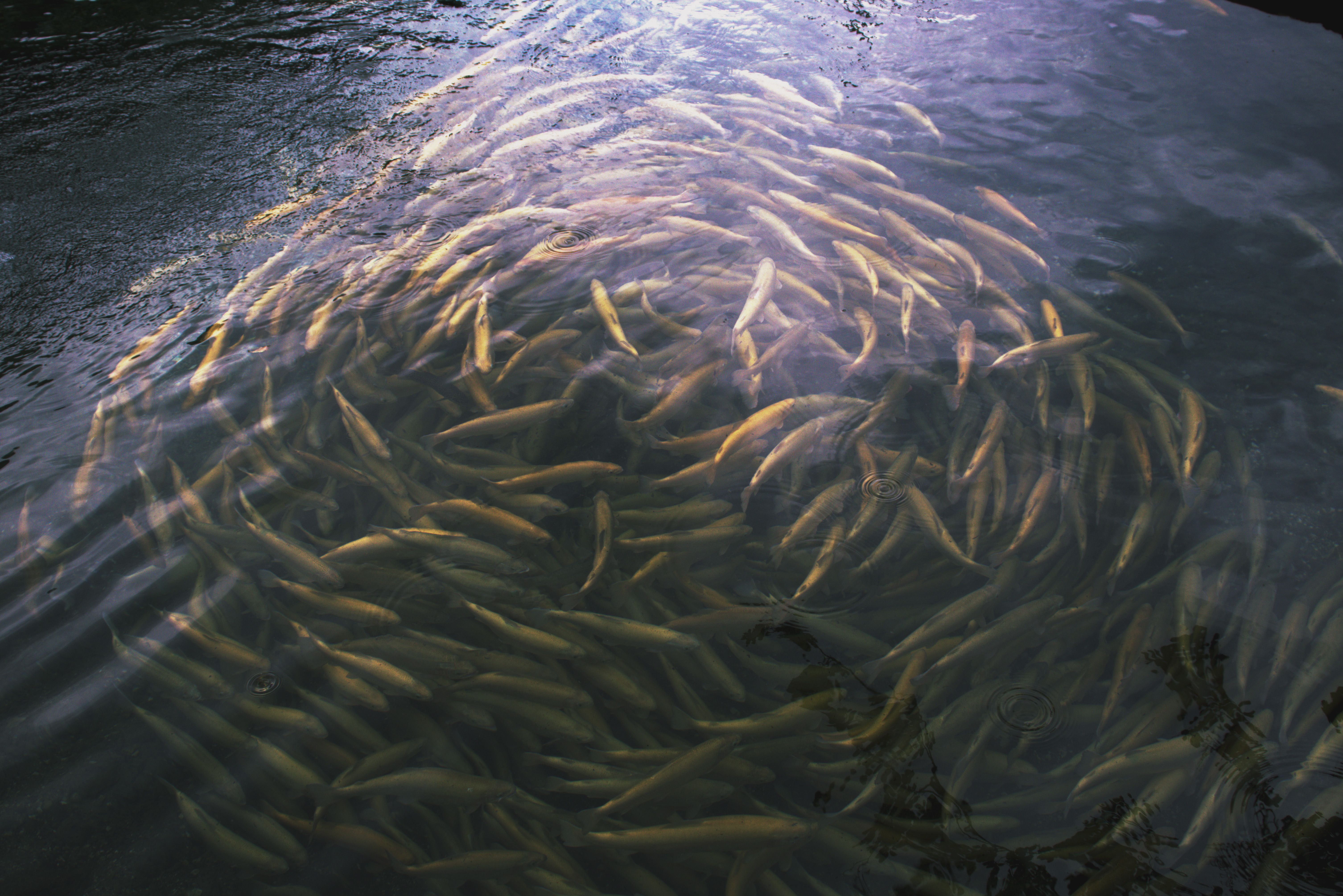 School of Fish in River Waters of Georgia · Free Stock Photo