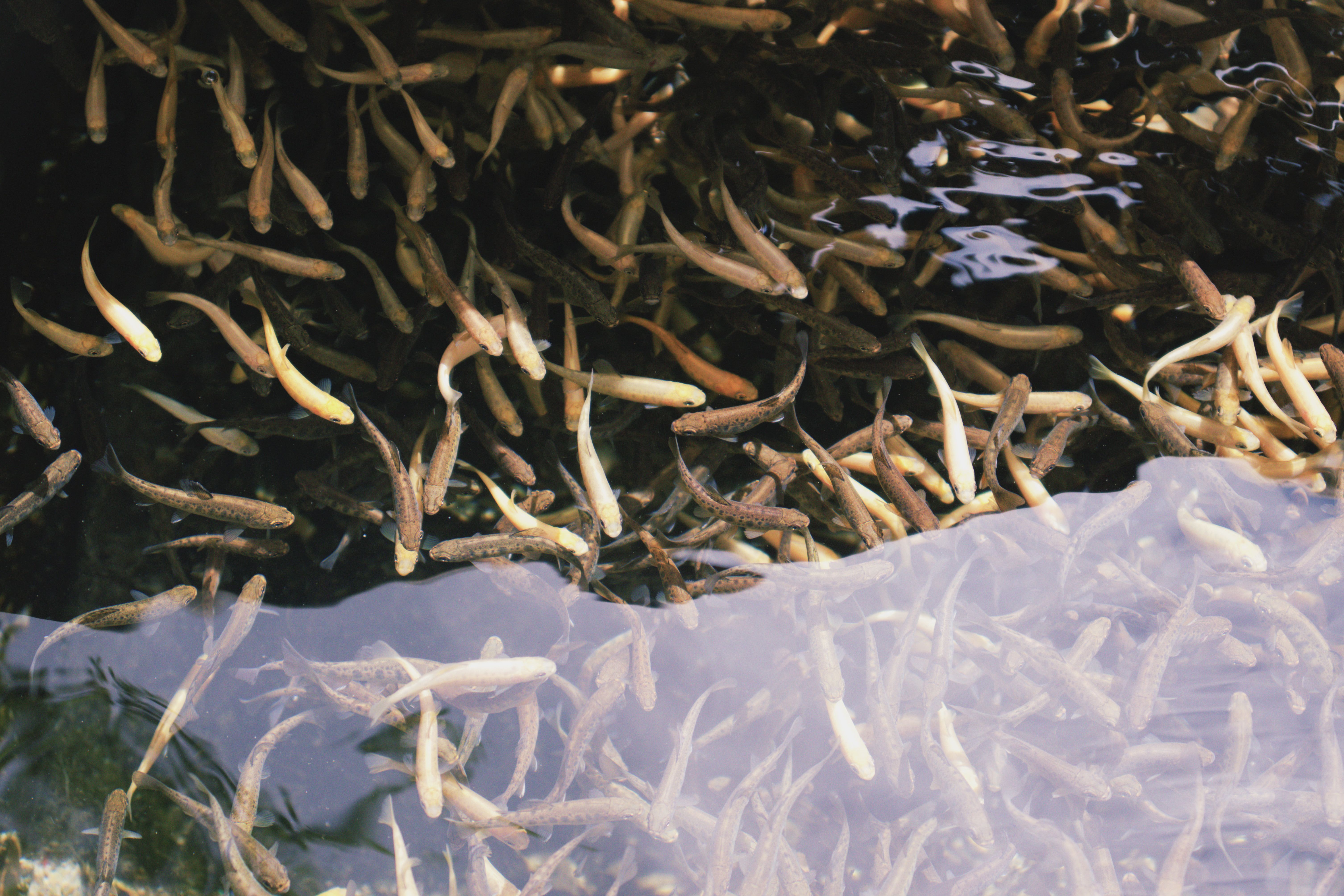 School of Fish in Clear Water in Georgia · Free Stock Photo